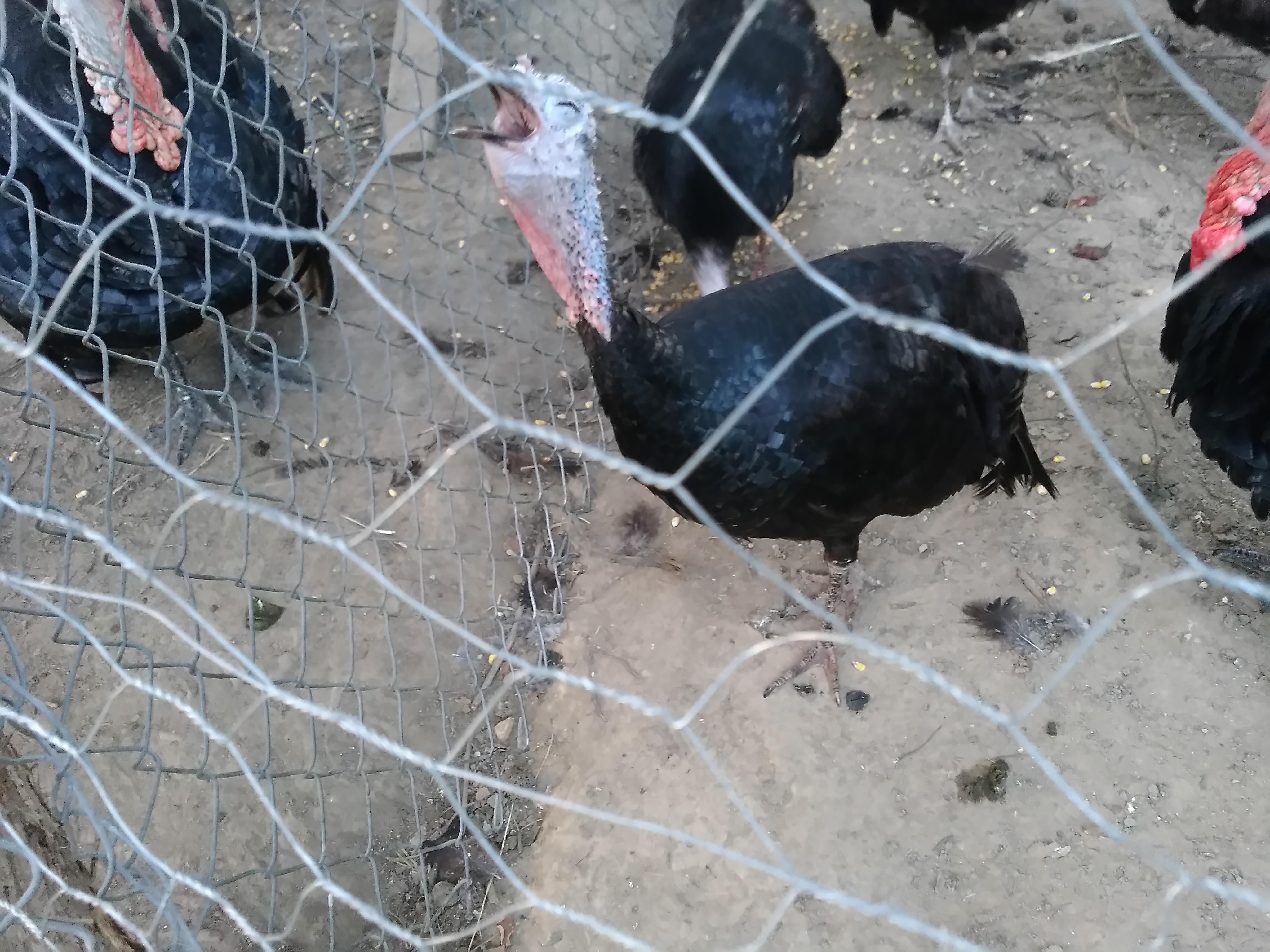 My Turkey Has Breathing Problems: Should I Remove Obstruction? | Petco
