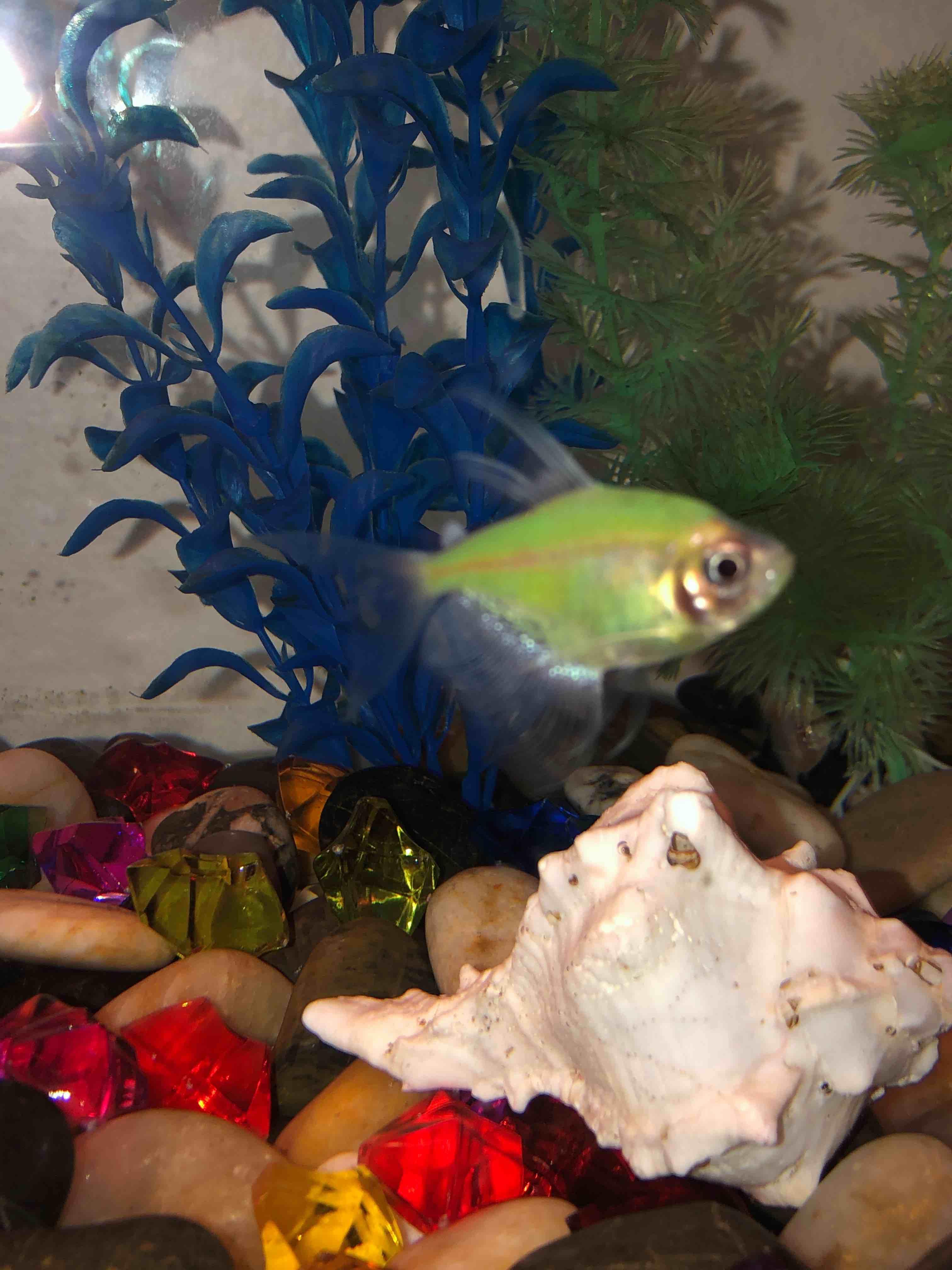 Why Does My Tropical Tetra Have a Cut Fin? Fin Rot or Injury? | Petco