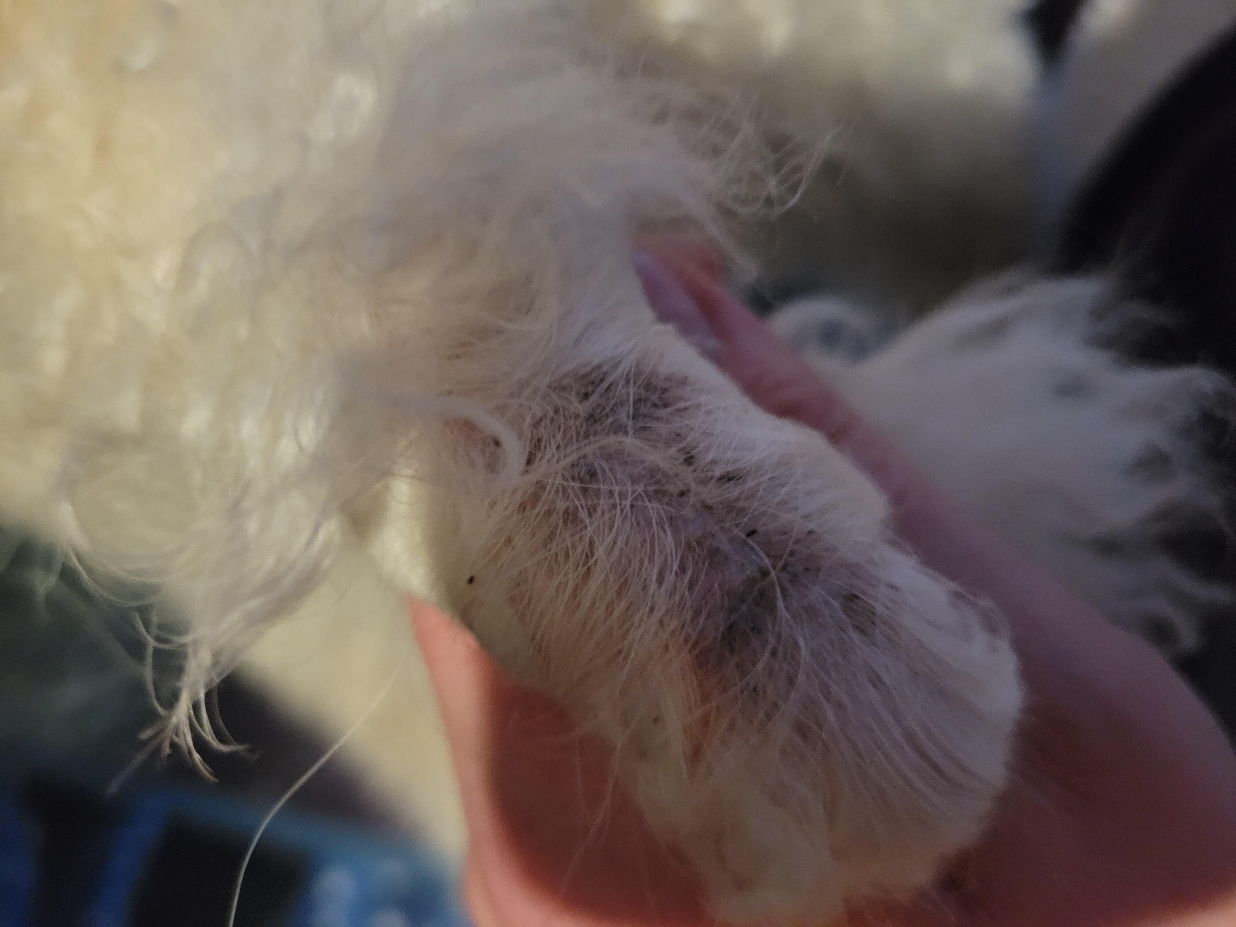 What's causing the new sore on my standard poodle's tail and butt? | Petco