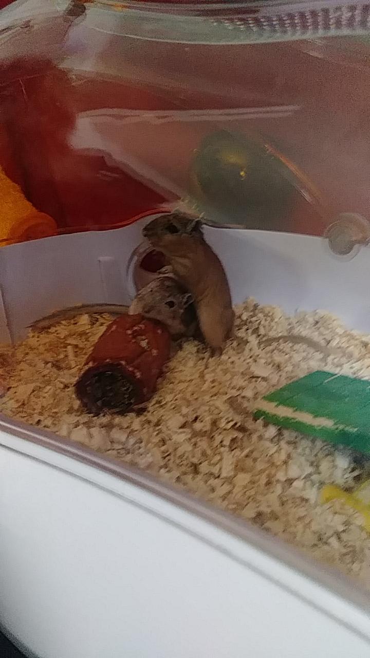 My Gerbil Siblings Fight: Is it Play or Real Fighting? | Petco