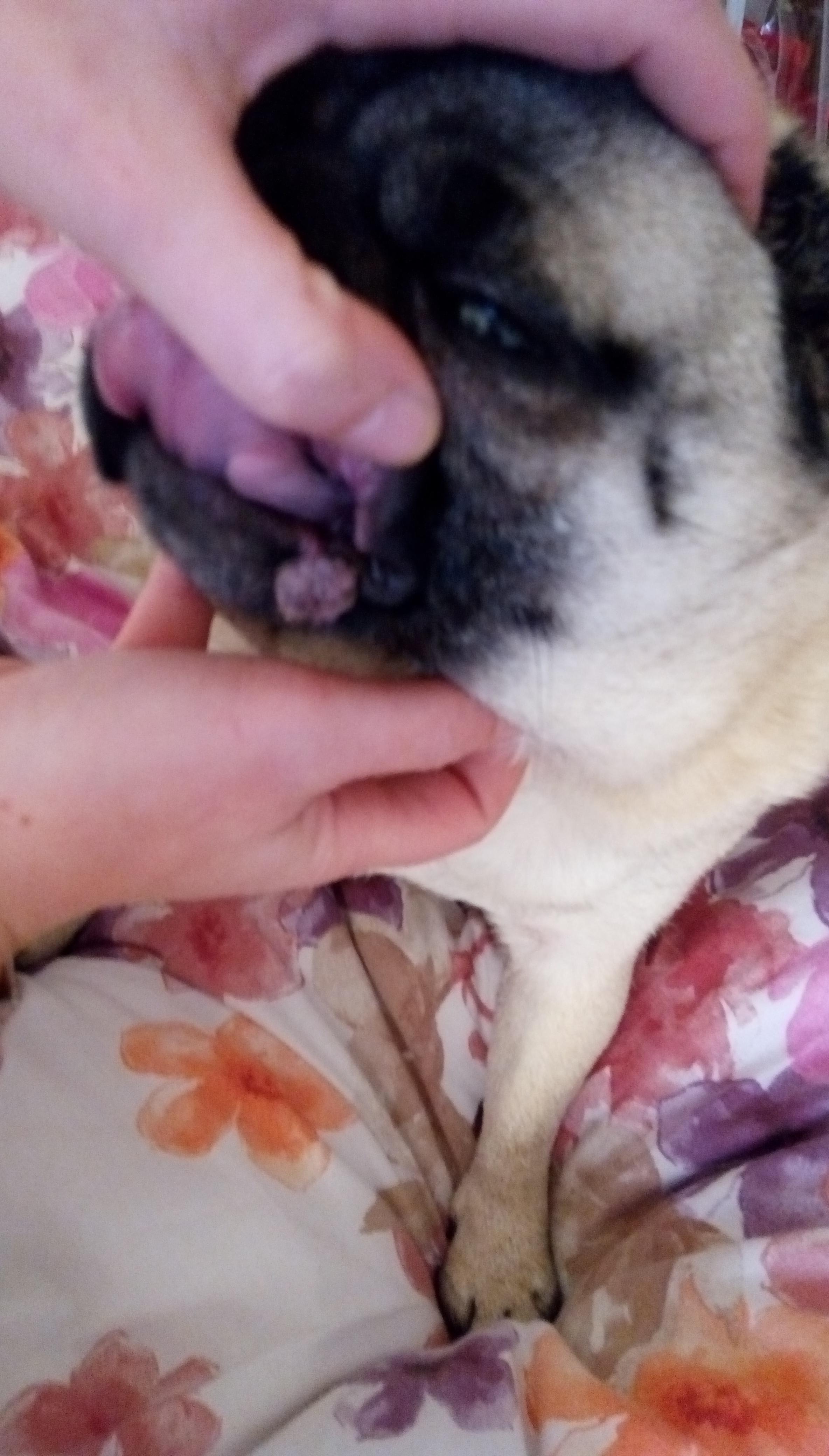 My Pug Has a Pink Cauliflower Wart on Lip: Will It Go Away? | Petco