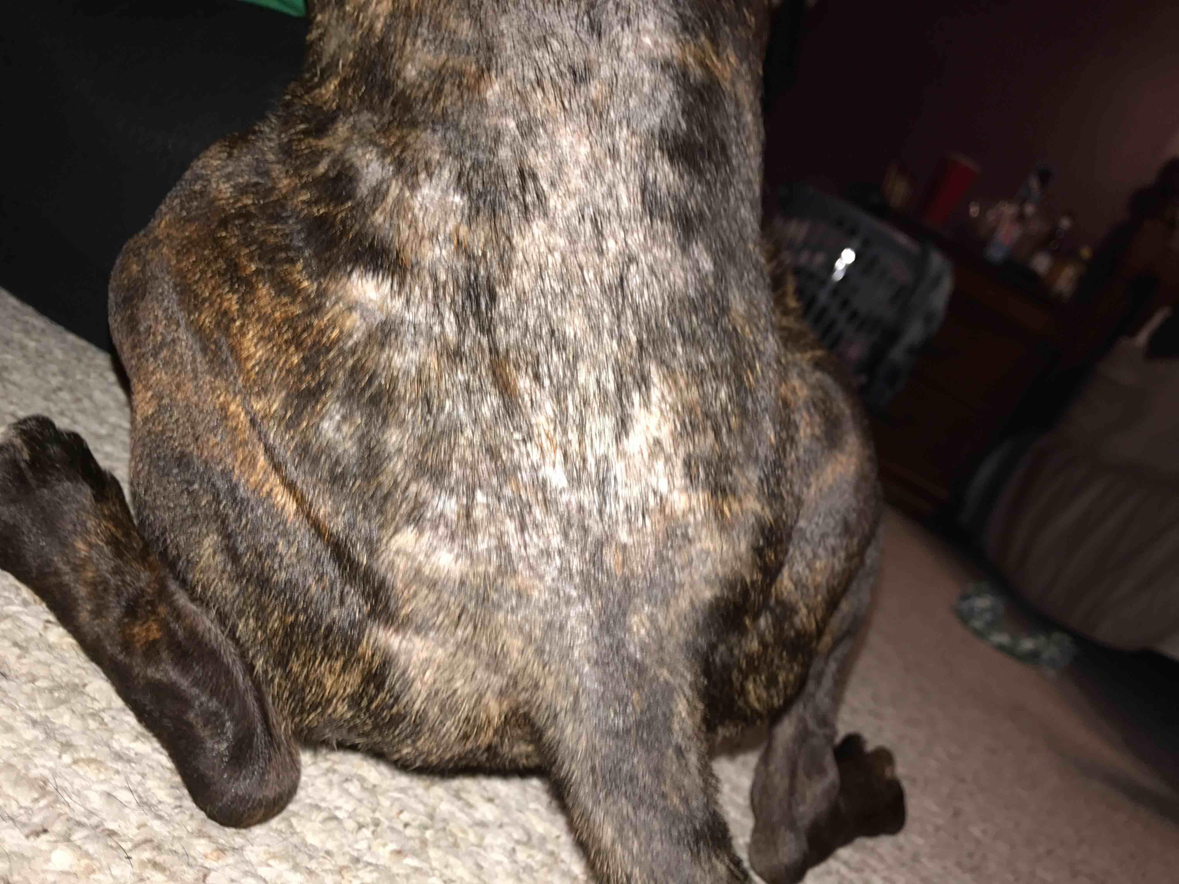 My dog is itchy & losing fur. Mange, fleas, or other causes? | Petco