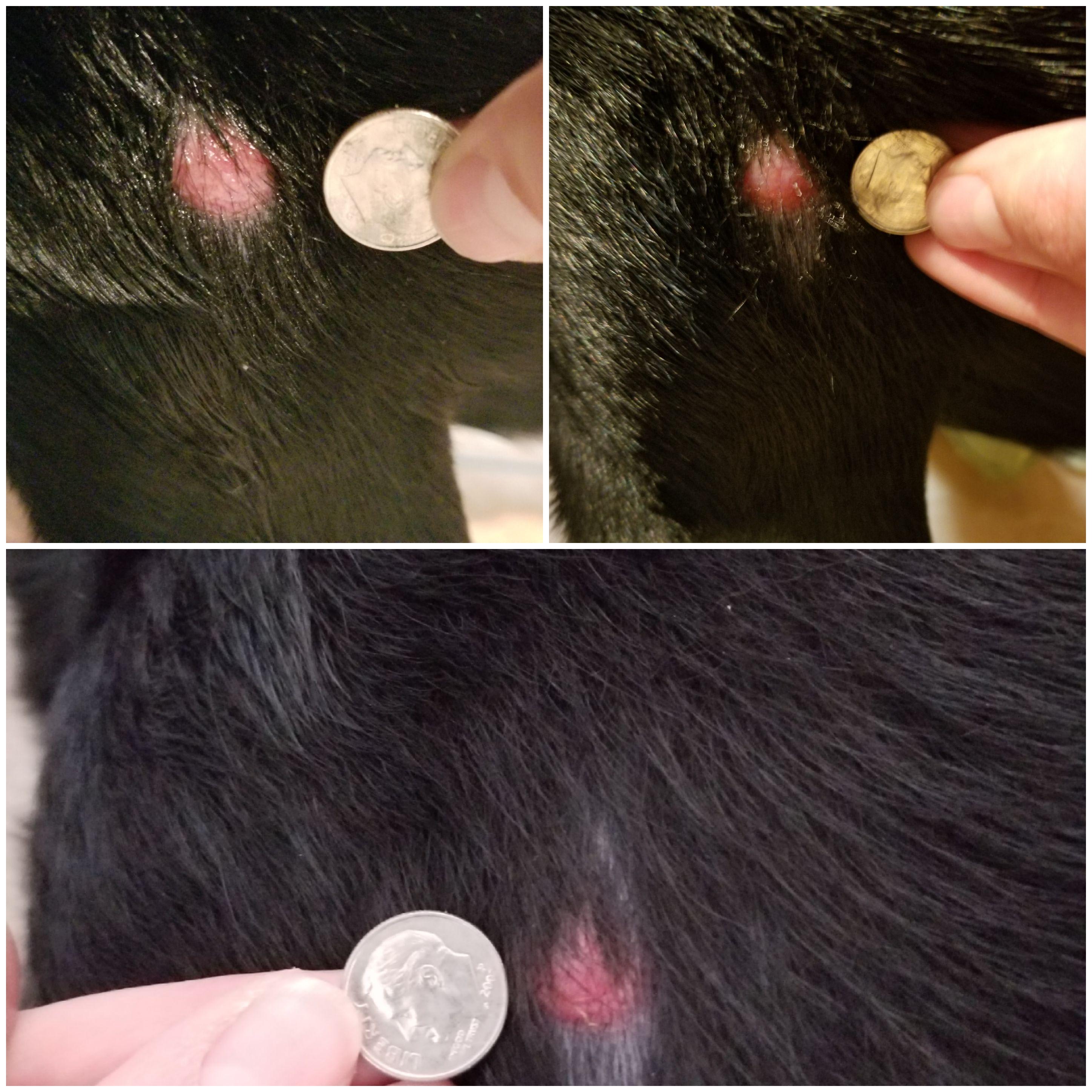 Dog Lump? Should You Get a Needle Aspirate Before Surgery? | Petco