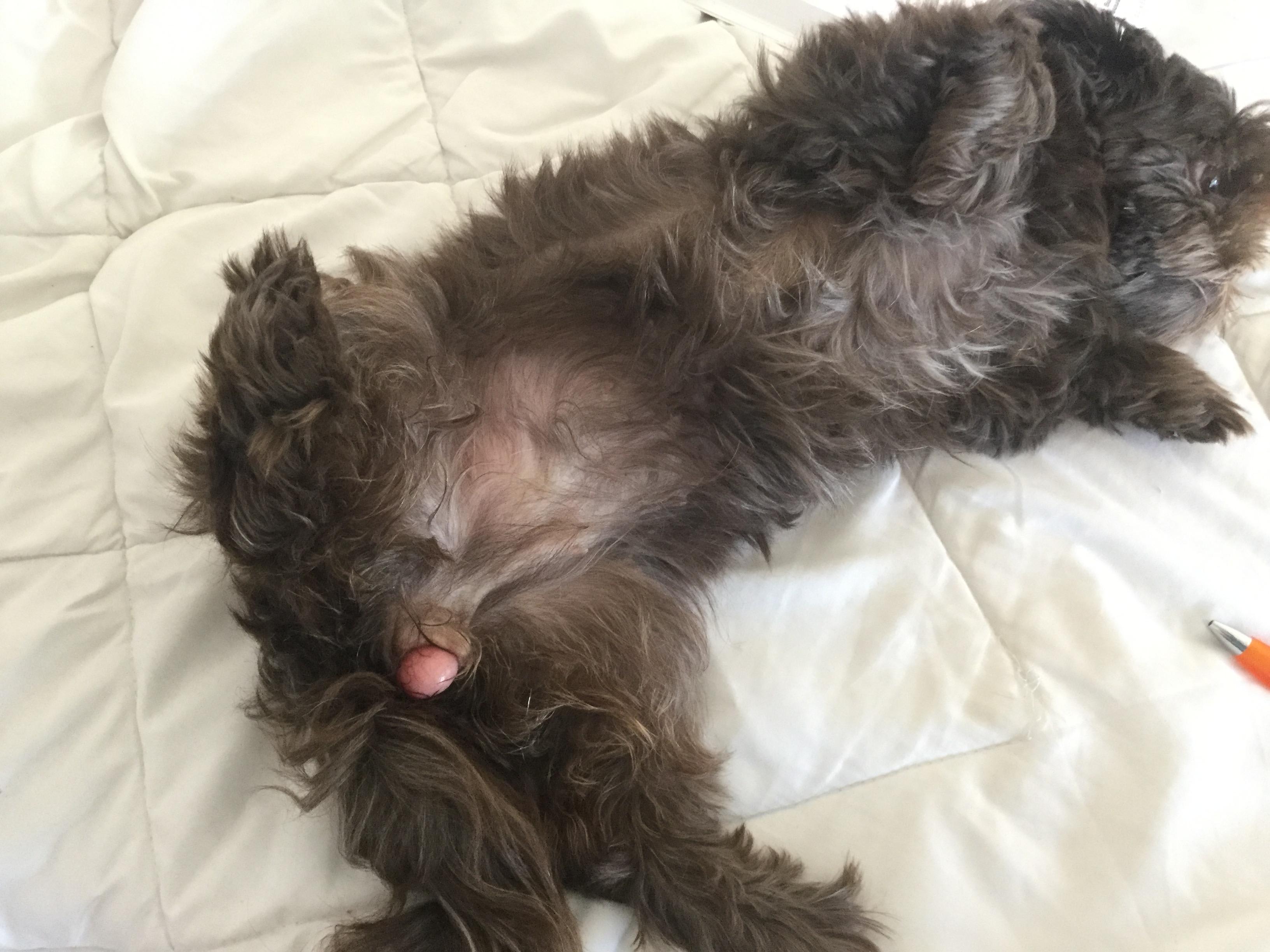 Female Dog Vaginal Prolapse Is It An Emergency What To Do Petco
