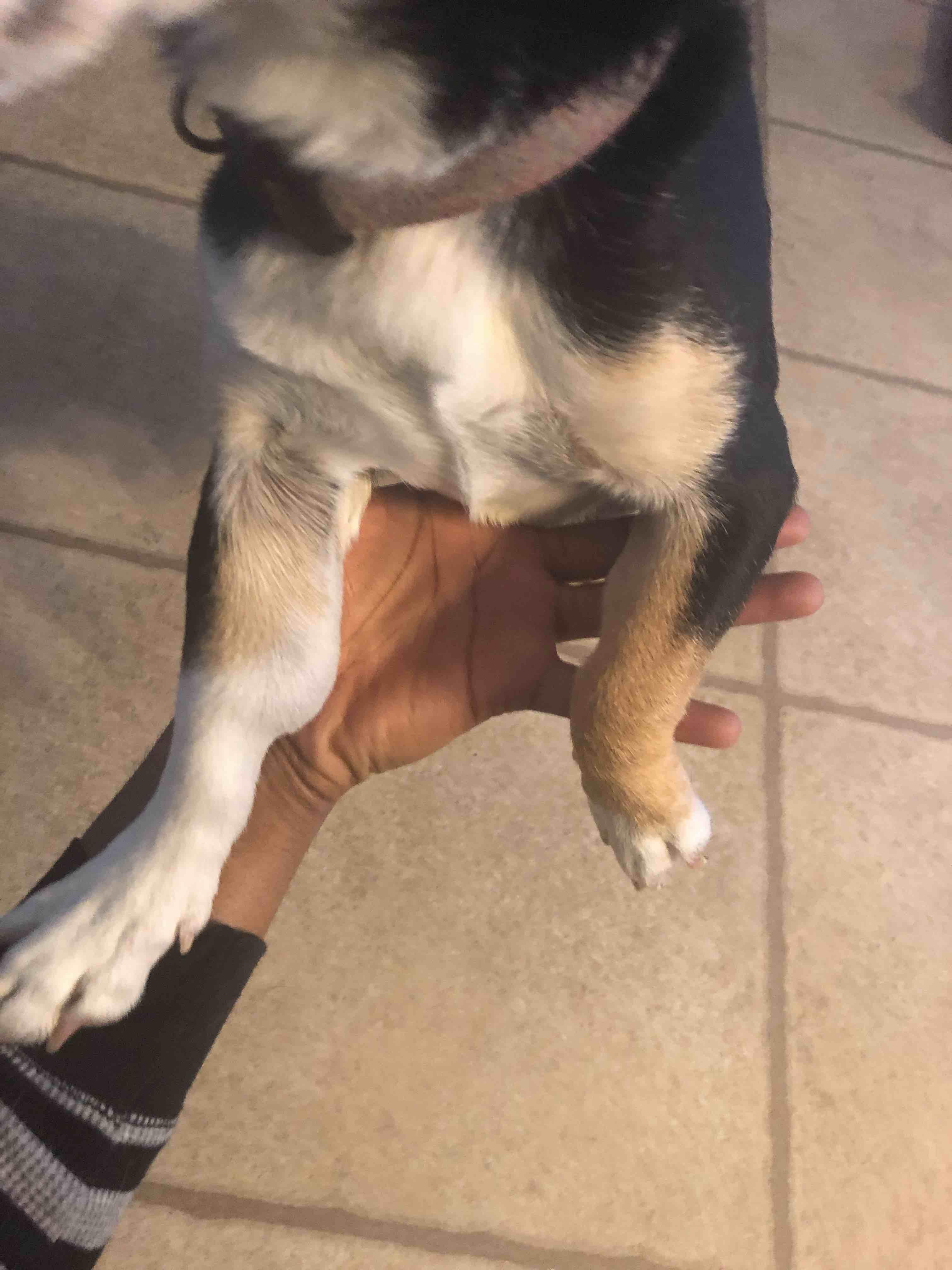 My Dog Has a Lump on His Leg But Seems Fine: Should I Worry? | Petco