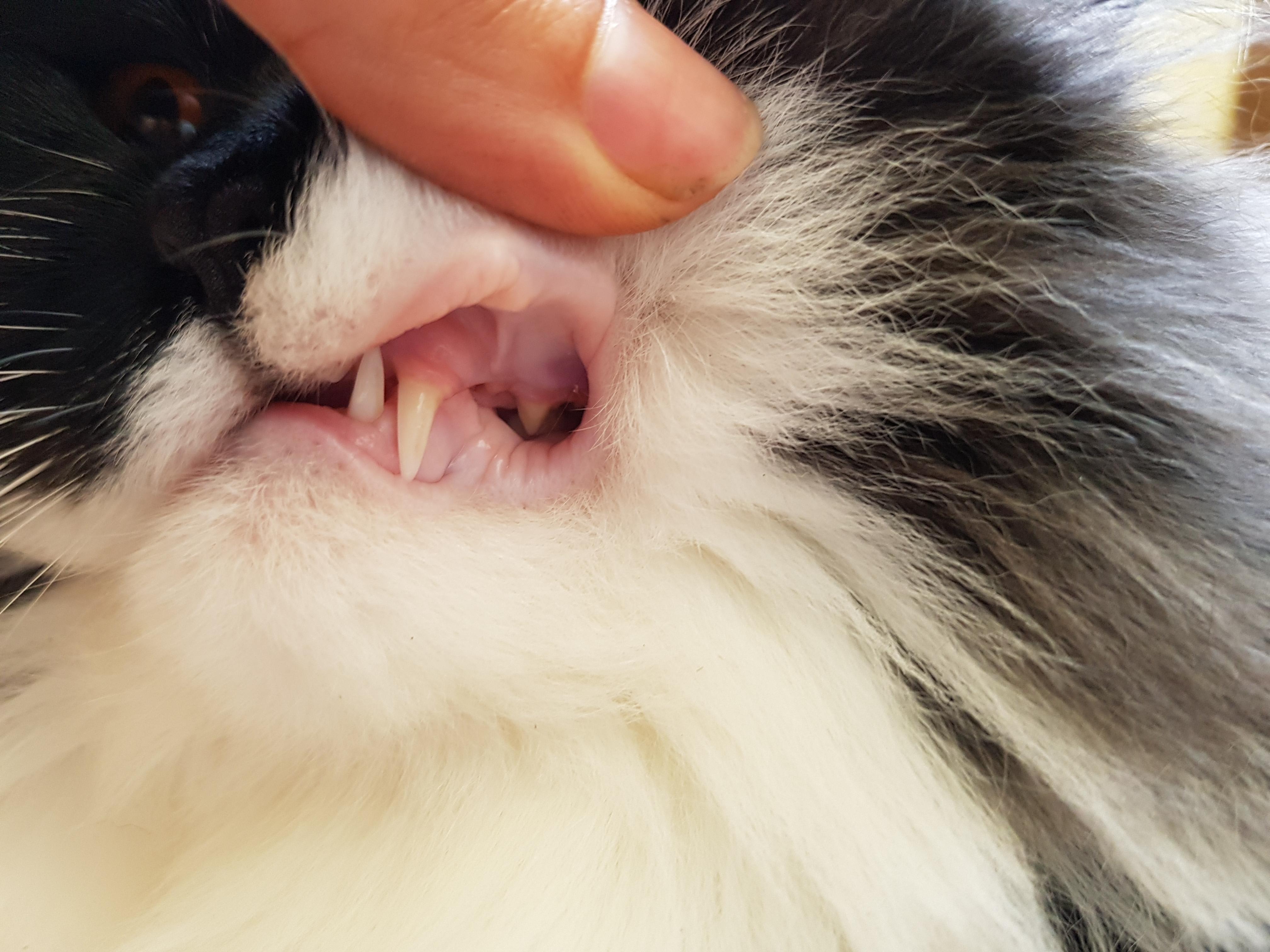 Should I Worry If My Cat's Gums Are Pale Pink? Is It Normal? | Petco