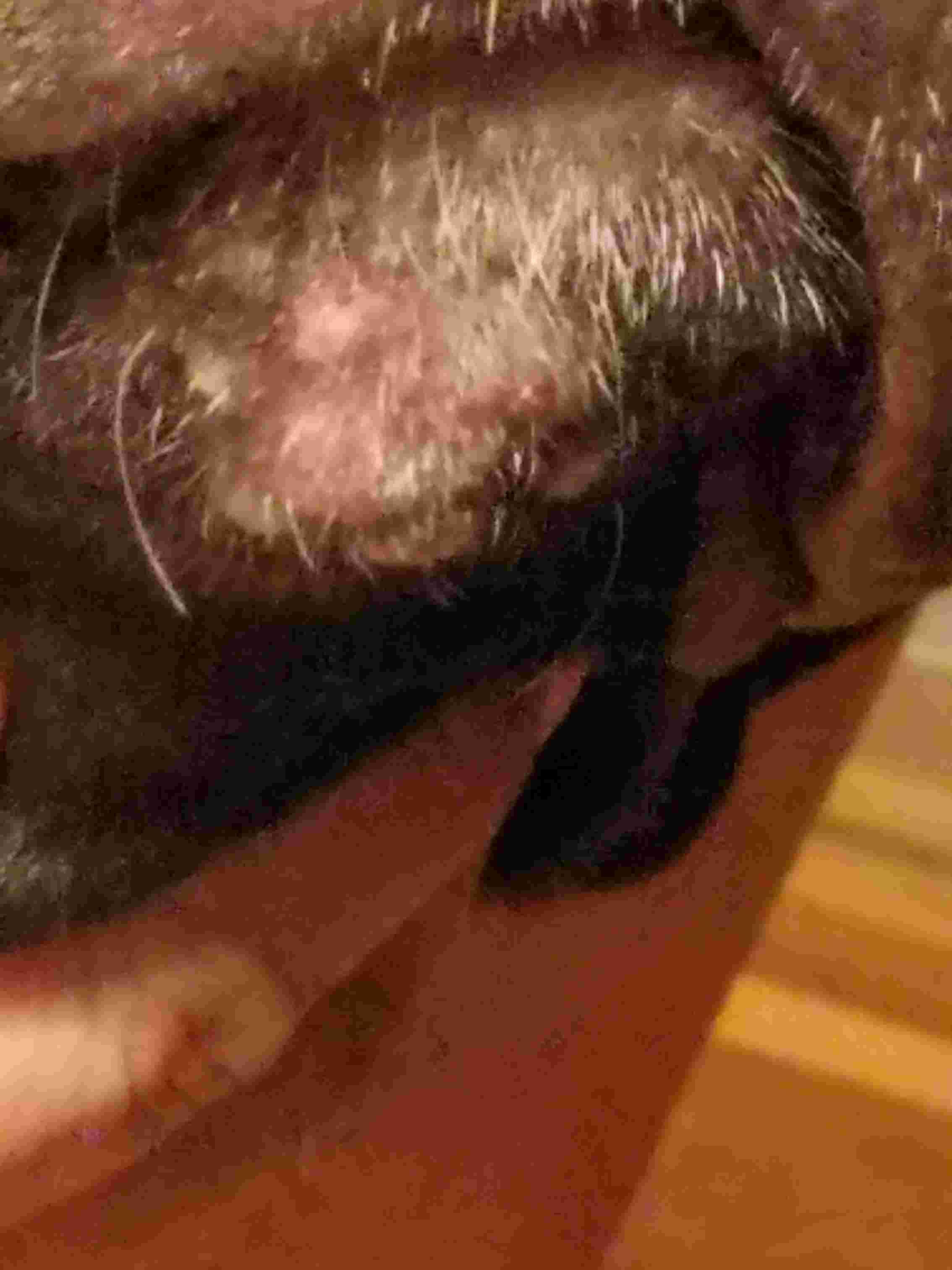 My Dog Has Hard Bumps Under Chin: Is It an Emergency? | Petco