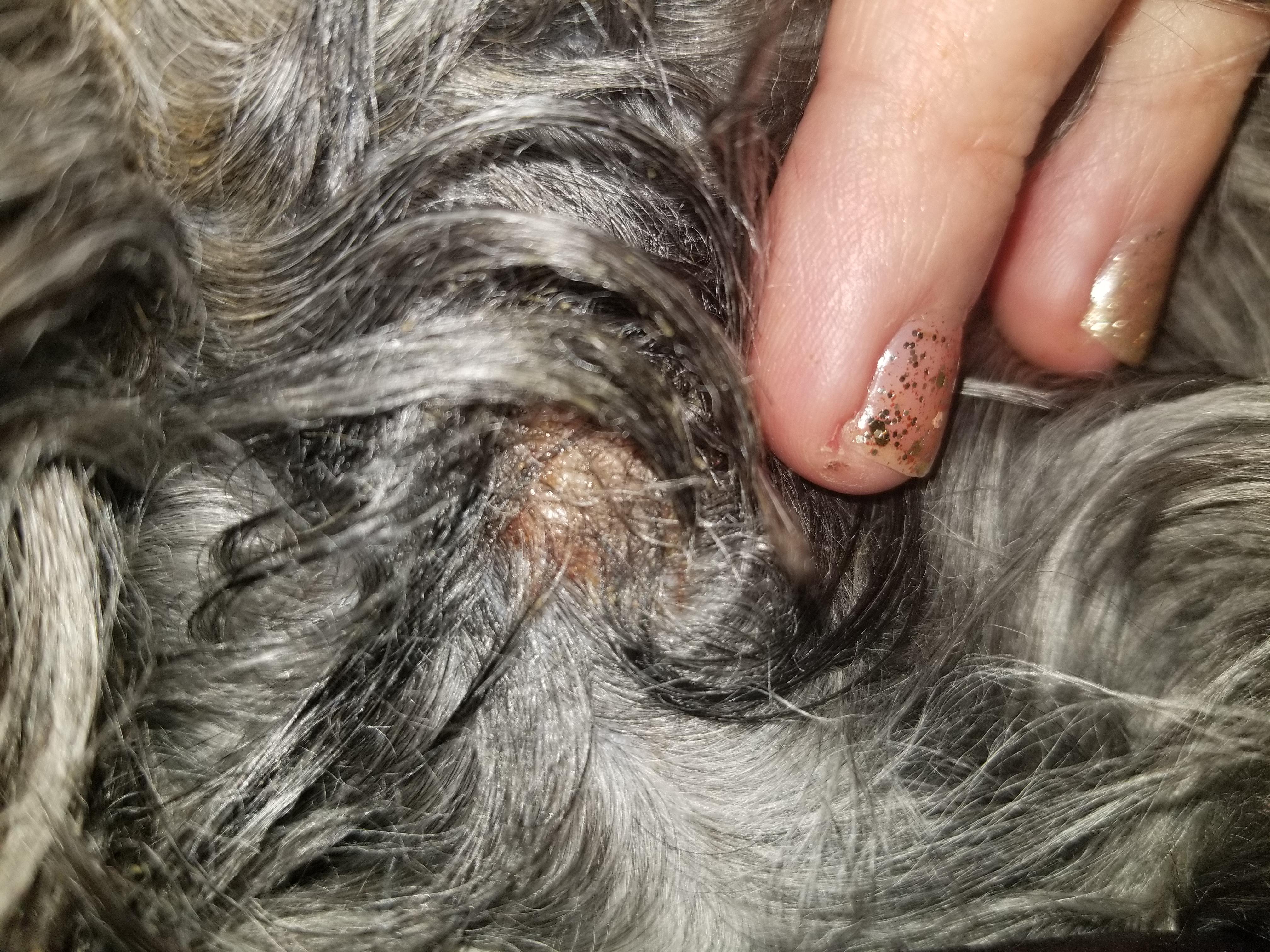 My Dog Has a Dry, Crusty Patch on His Neck. Is It a Hot Spot? | Petco
