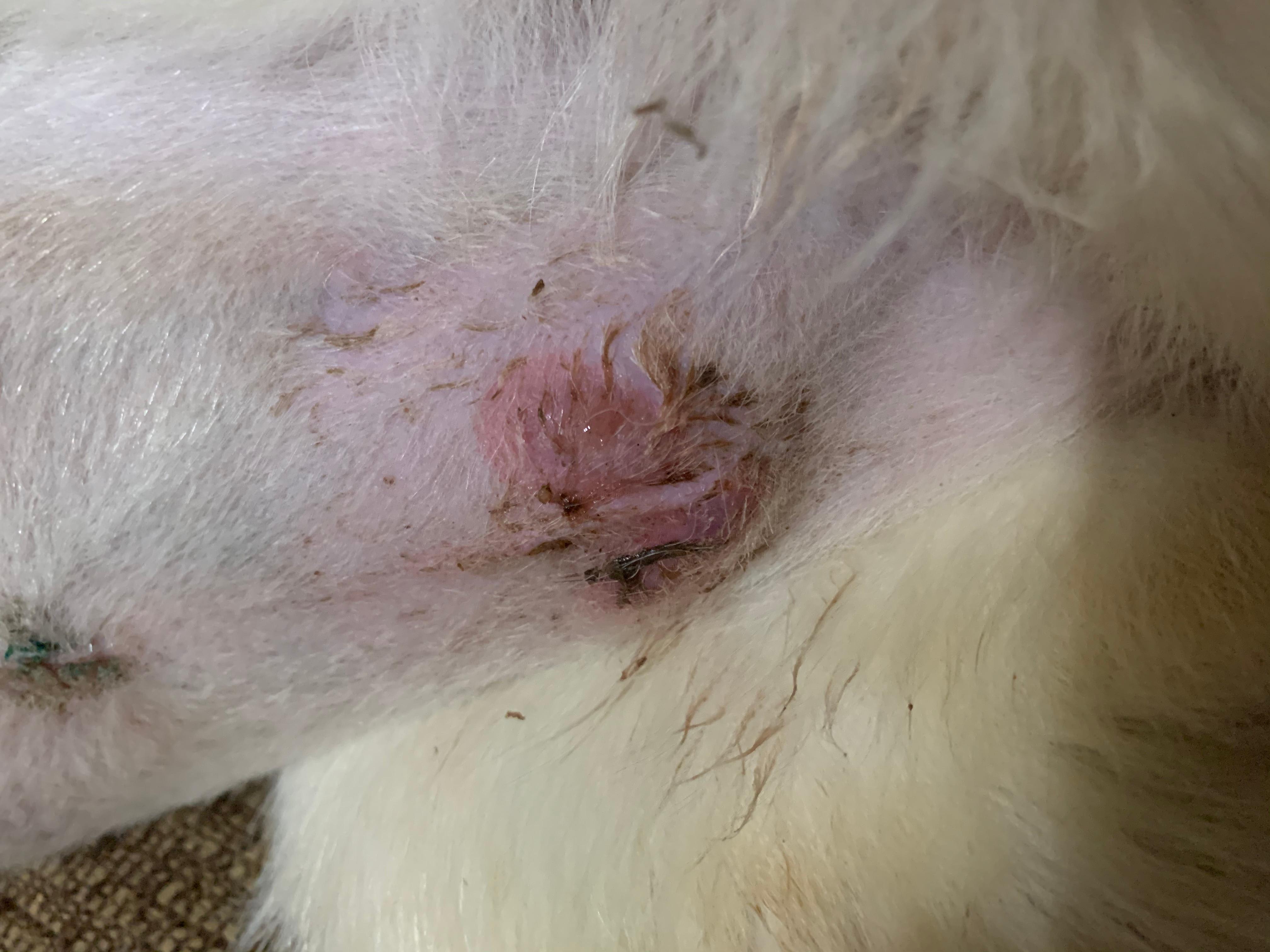 My Dog's Spay Incision: Red, Discharge. Is It Infected? | Petco