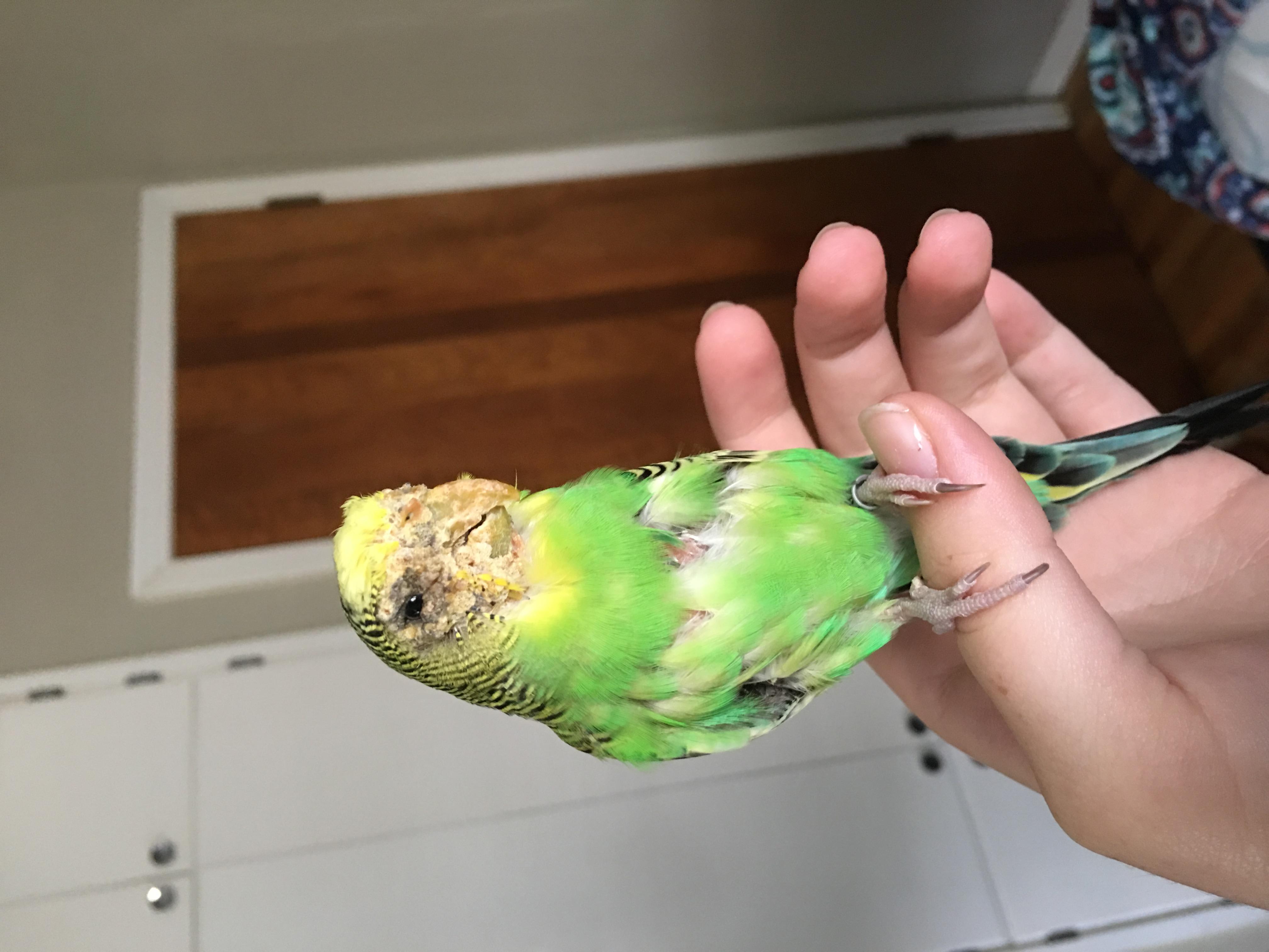 Why is my parakeet itching, plucking, and has a crusty face? | Petco