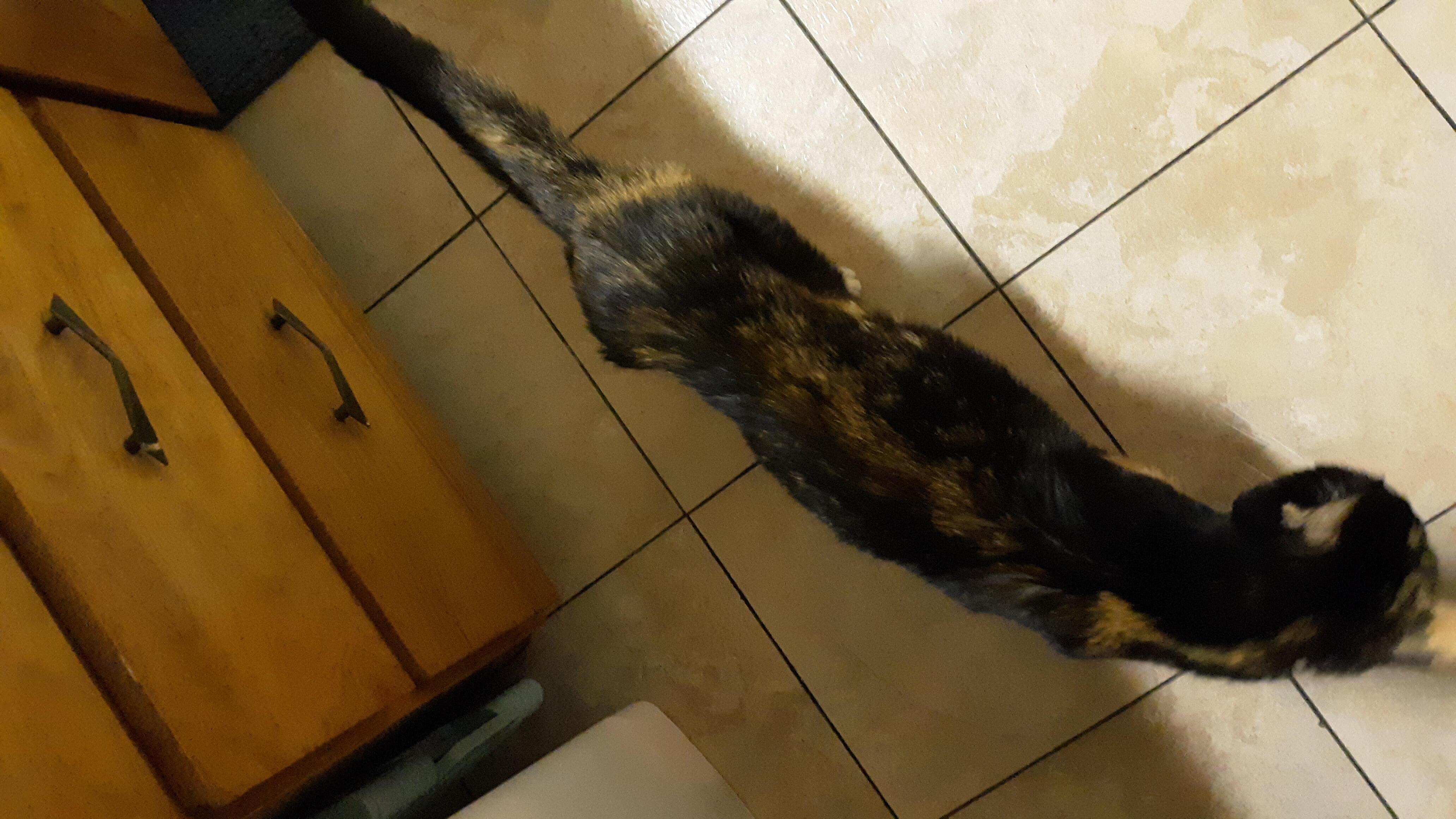 Skinny Senior Cat Eating Fine? Does She Need More Tests? | Petco