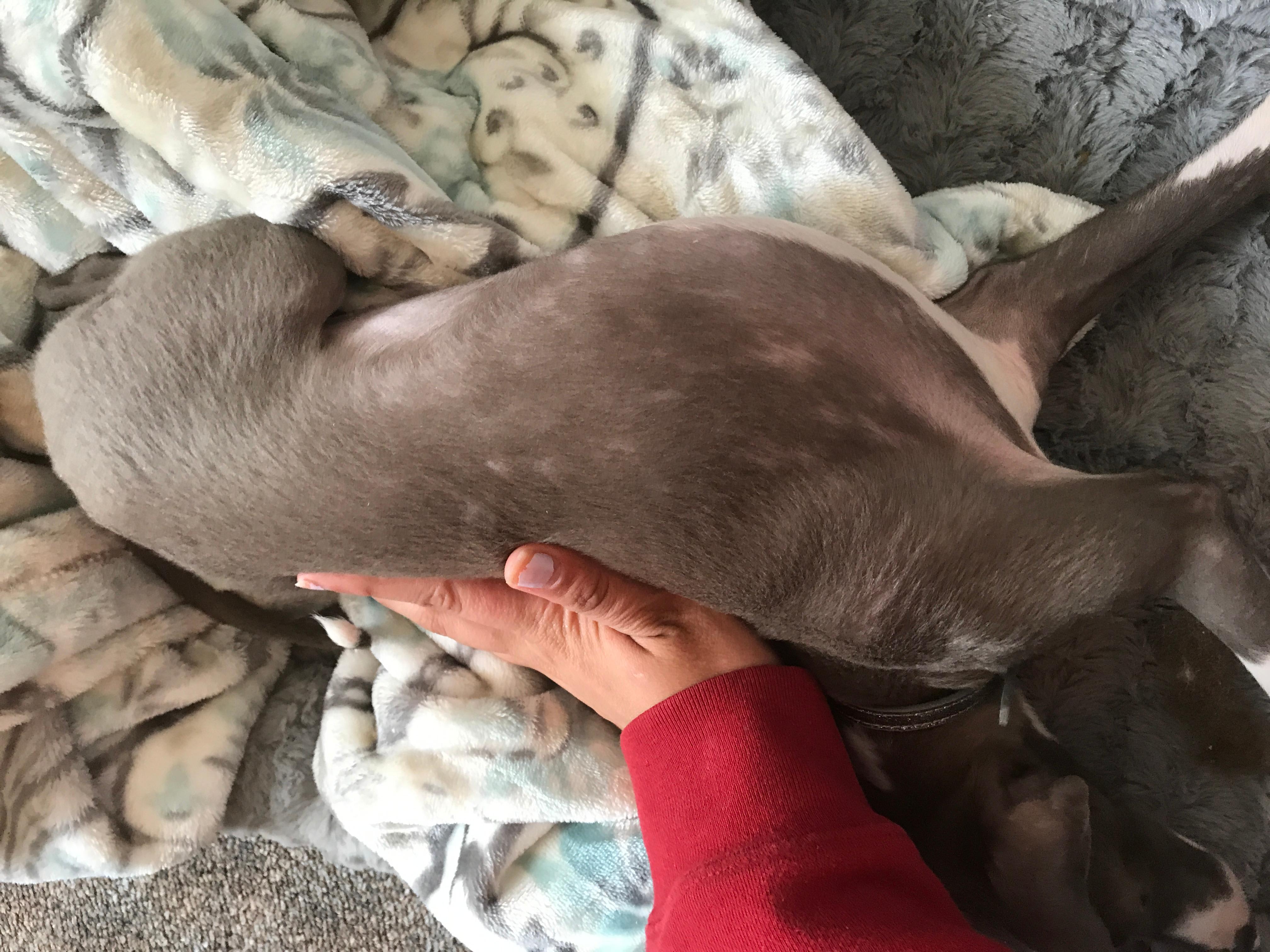 Italian Greyhound Puppy Losing Hair: Causes & What To Do | Petco