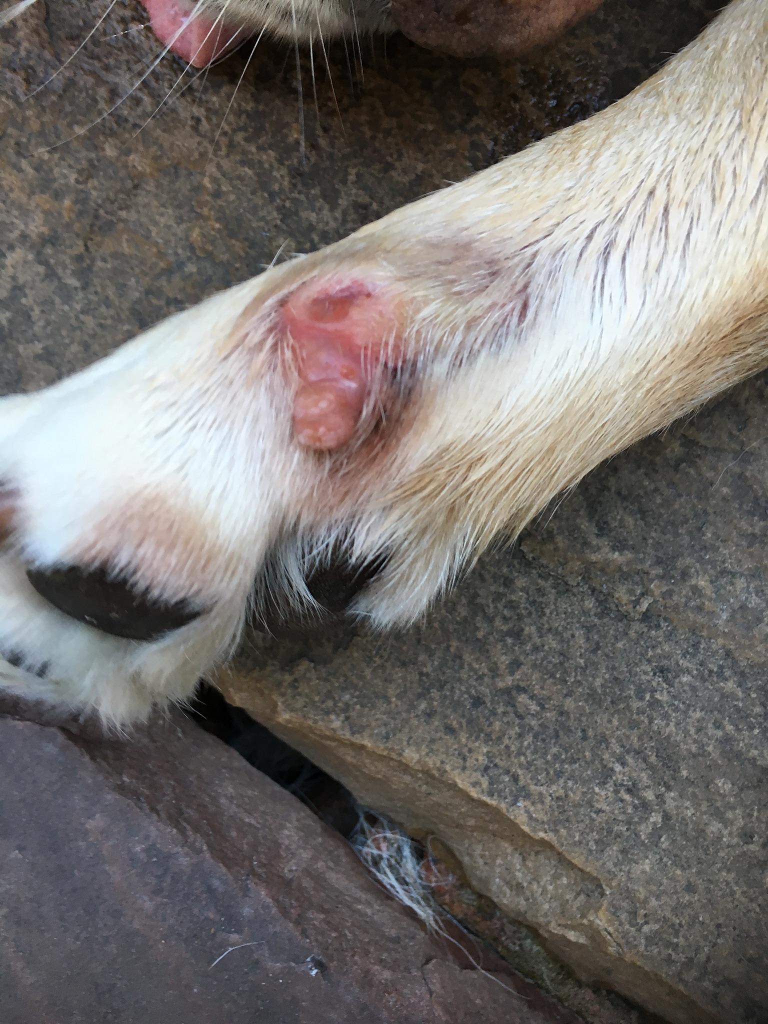 My dog has a soft, non-painful lump on his leg. What should I do? | Petco