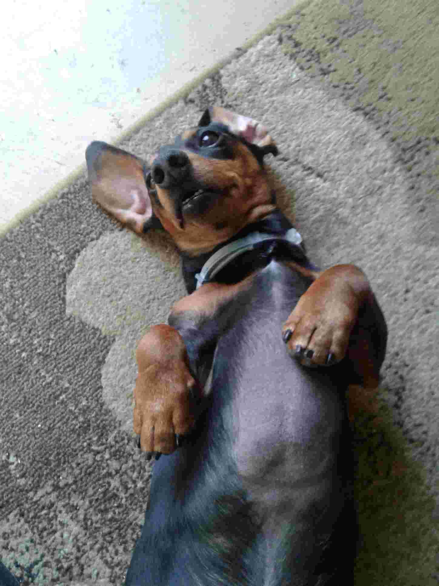 Dachshund Bald Chest: Is It Normal or a Sign of Hair Loss? | Petco