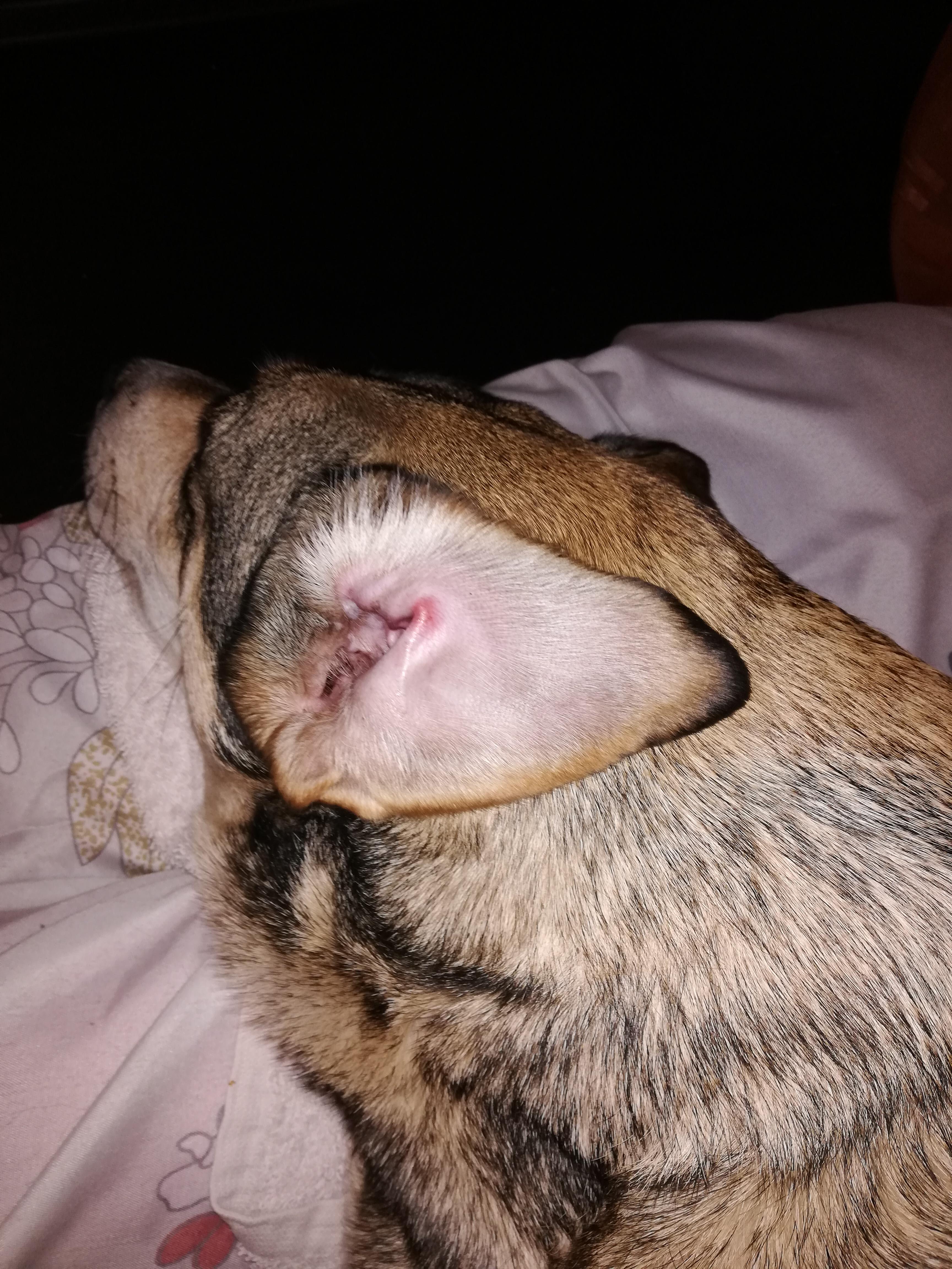 My dog has red spots in ear, scratching. How to help until vet? | Petco