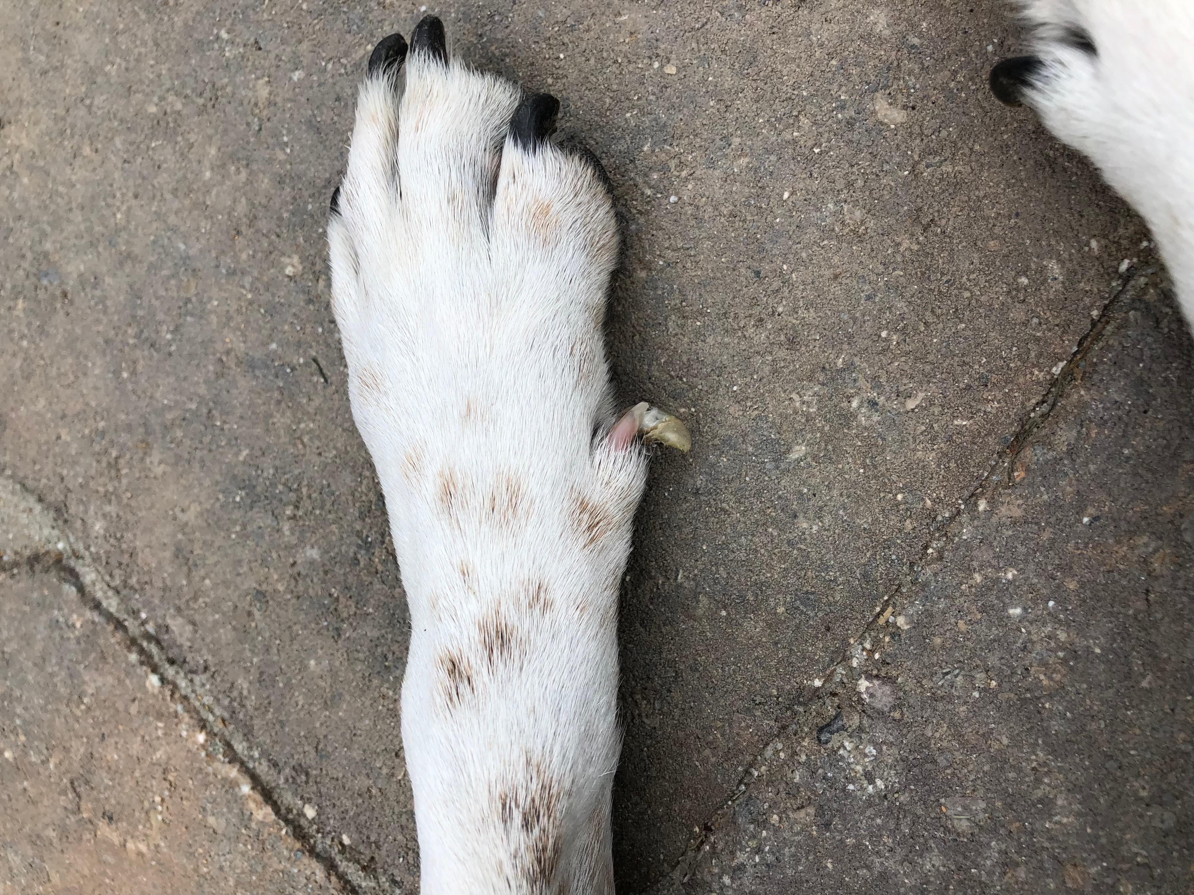 Dog's Broken Dew Claw Hanging, New Claw Showing? What to Do? | Petco