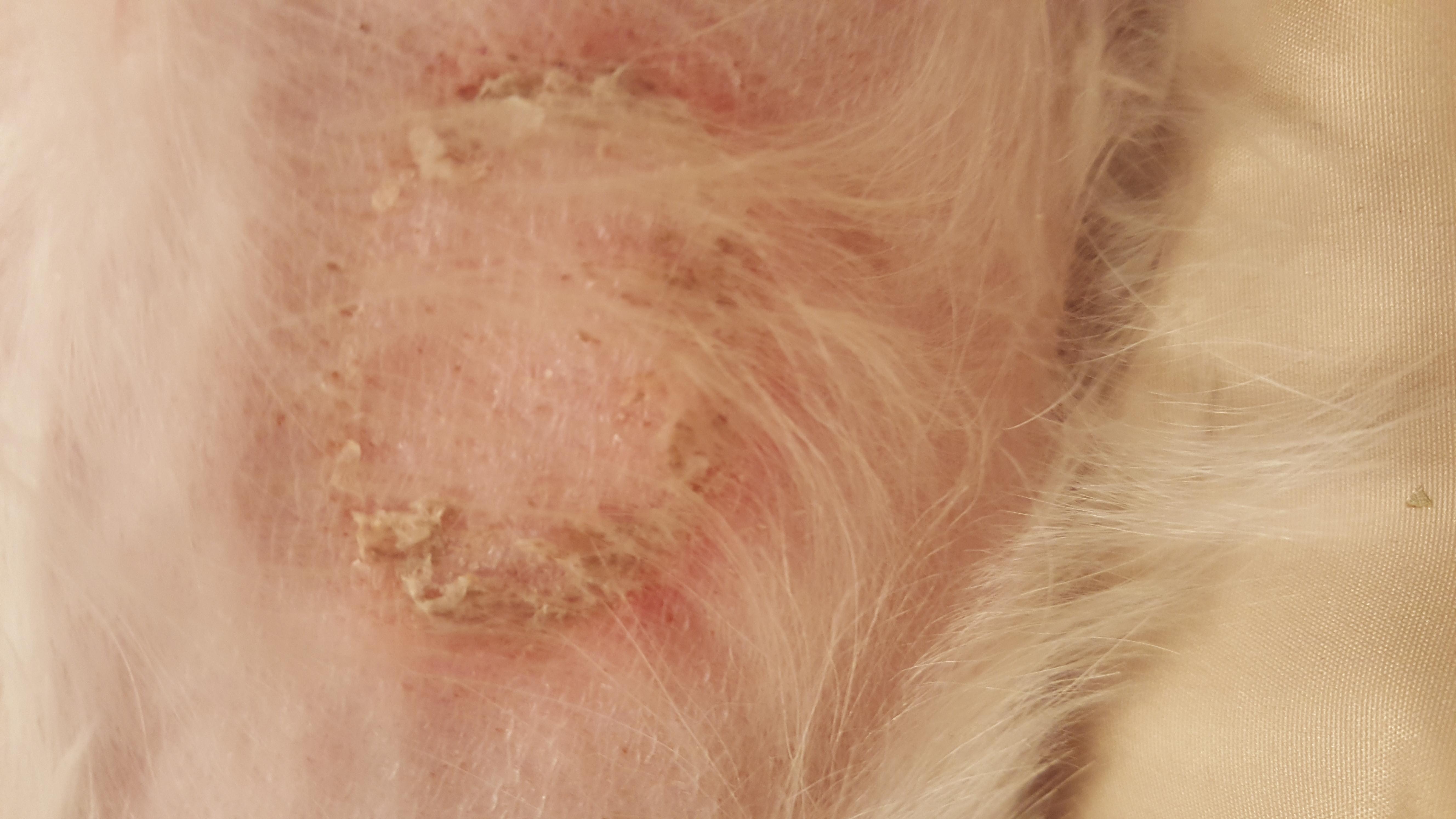 Dog has U-shaped scaly patch on belly after grooming? What is it? | Petco