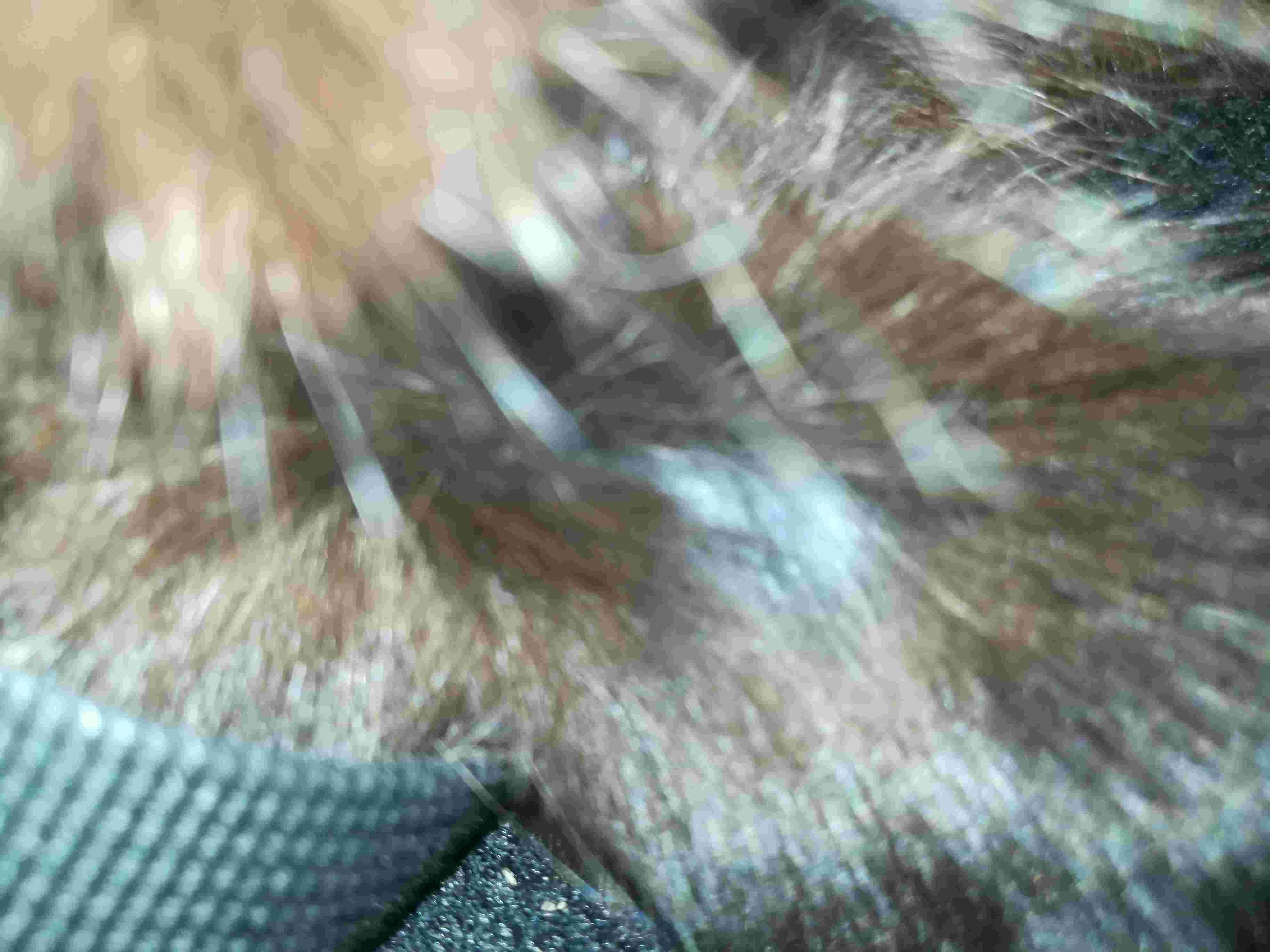 Cat has a bald spot on leg? Is it ringworm or something else? | Petco