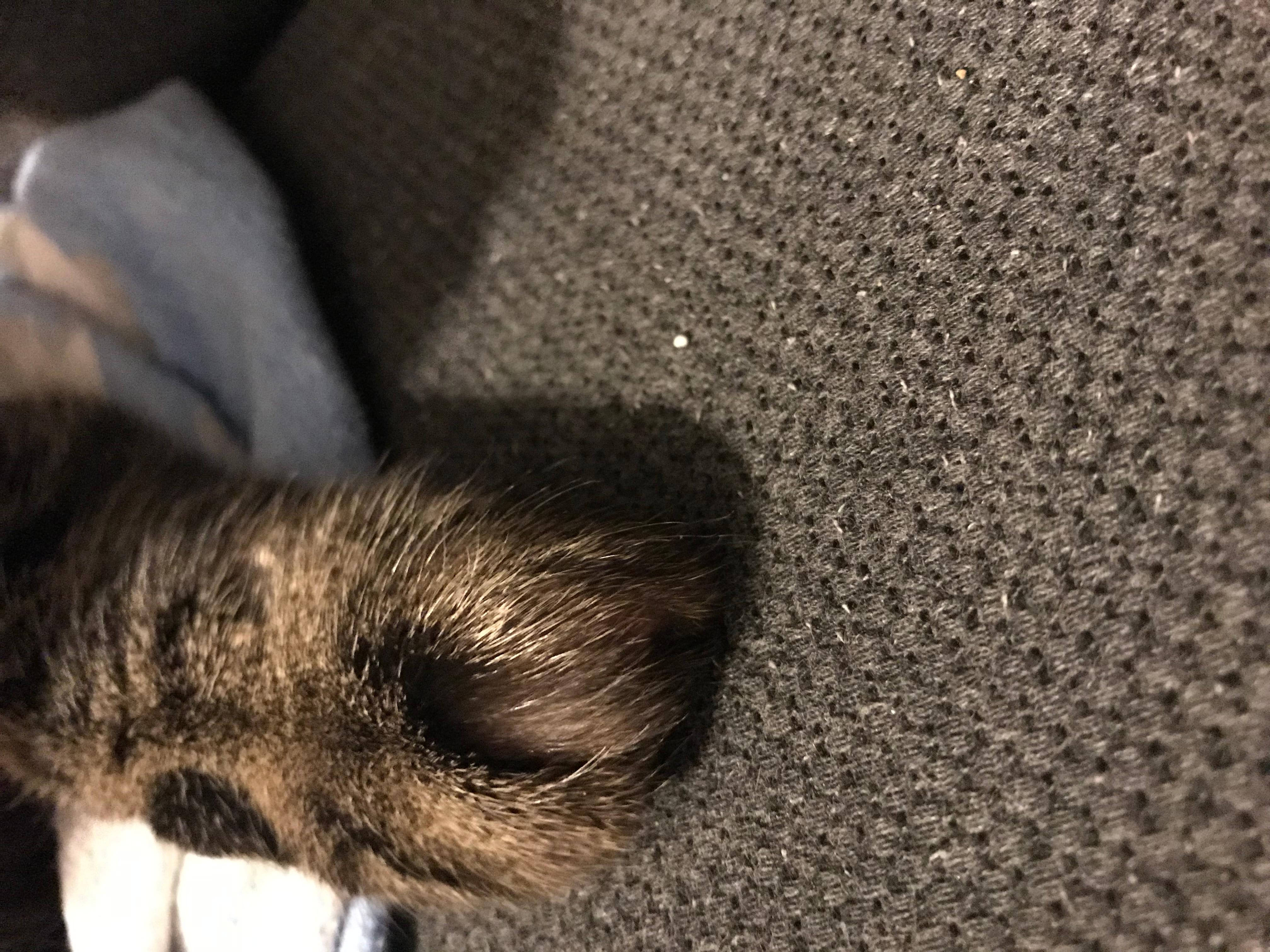 Cat's Swollen Ingrown Nail: Old Meds, Peroxide, or Vet? | Petco
