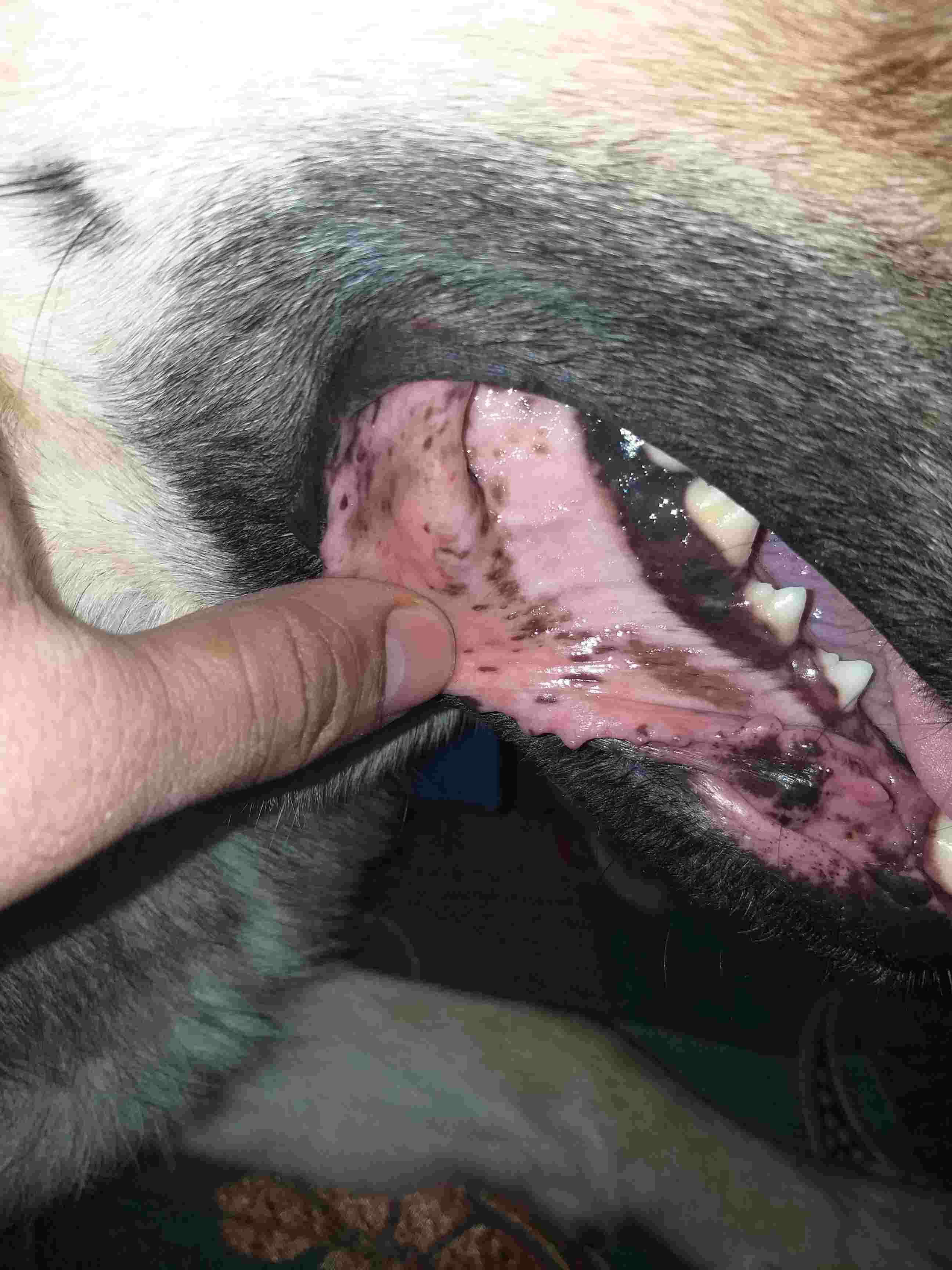 Dog's Black Lips Turned Pink: Normal or Health Concern? | Petco