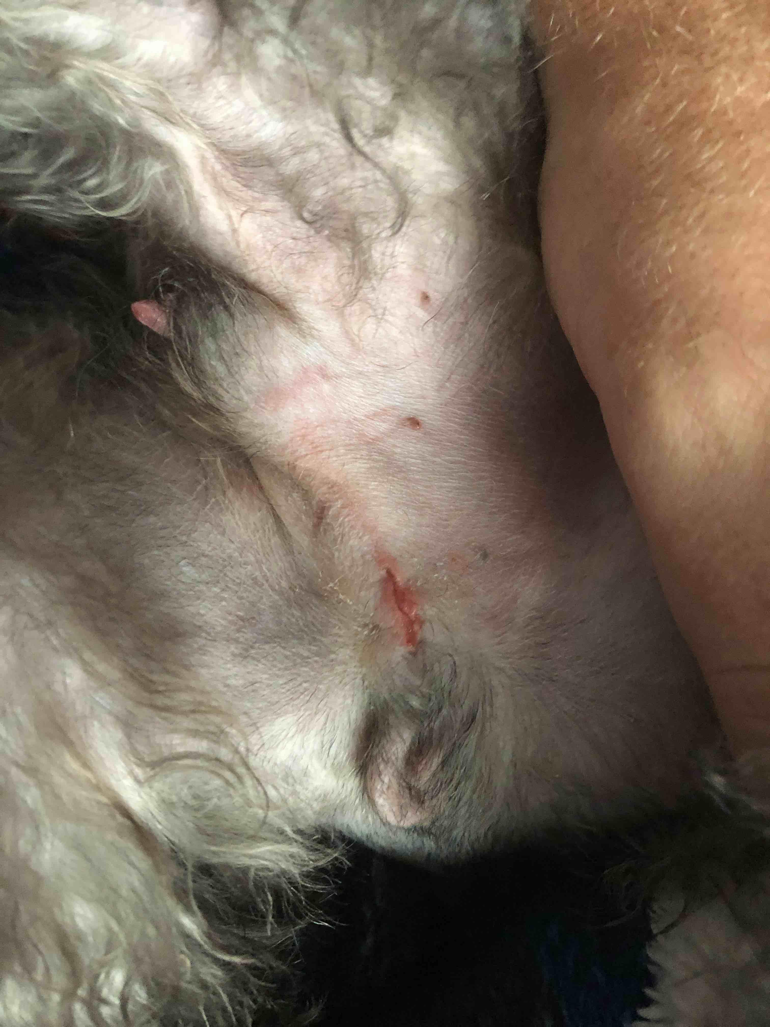 How to Tell if Your Dog's Neuter Incision Has Healed? | Petco