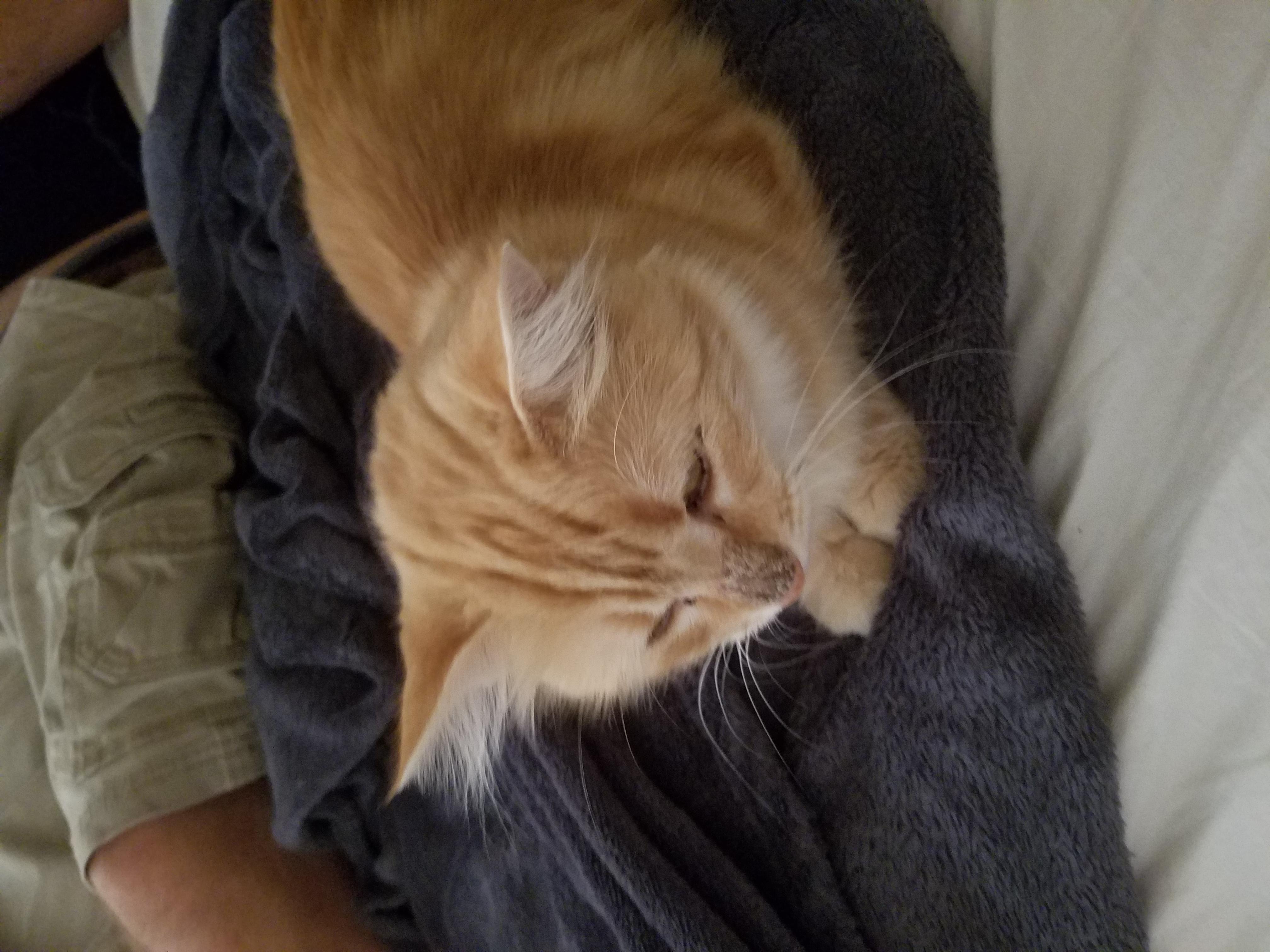 Why is my cat's nose dry, rough, and scabby? Is it serious? | Petco