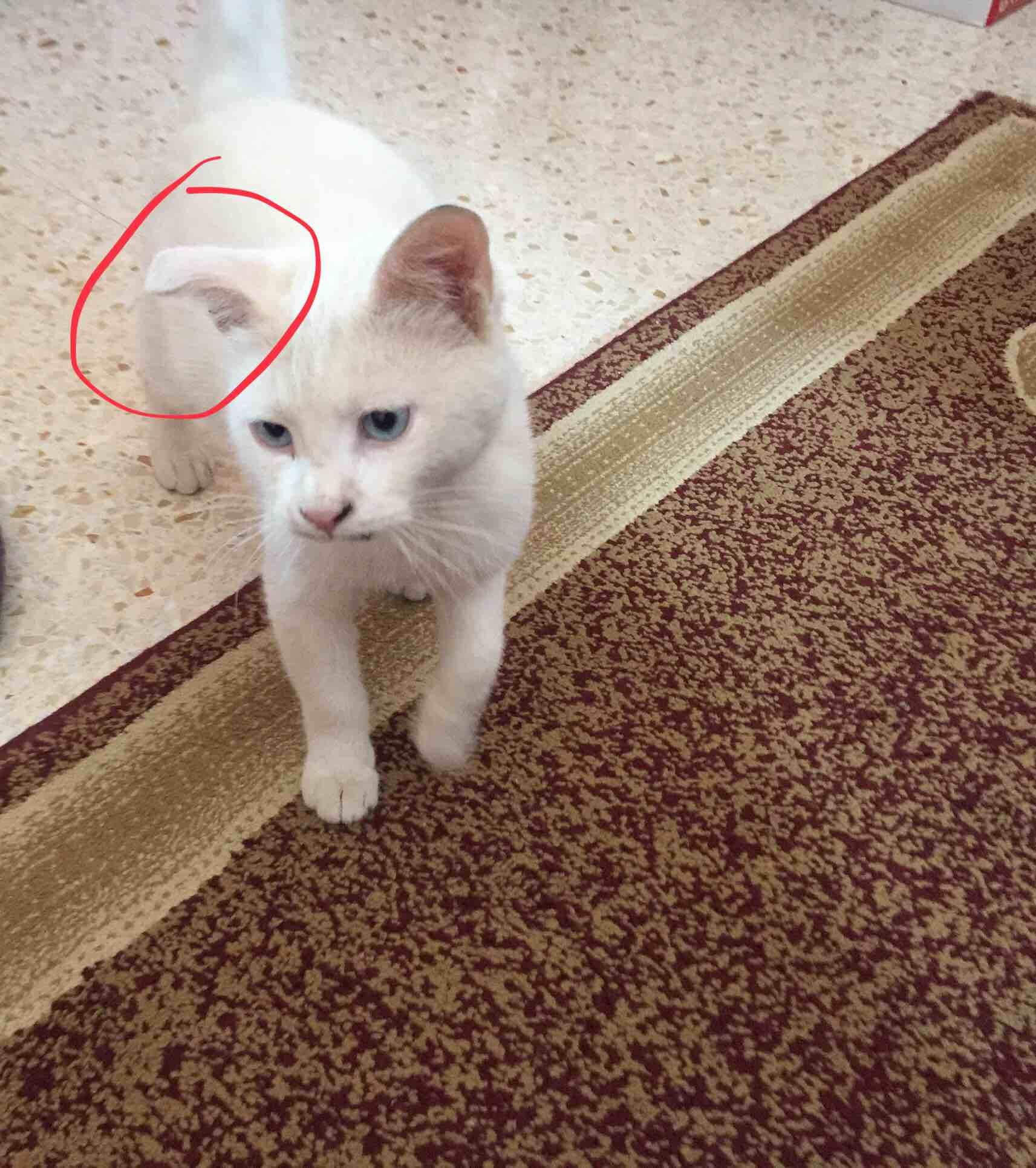 My Deaf Cat's Ear Is Drooping: Vet Concern or Normal? | Petco