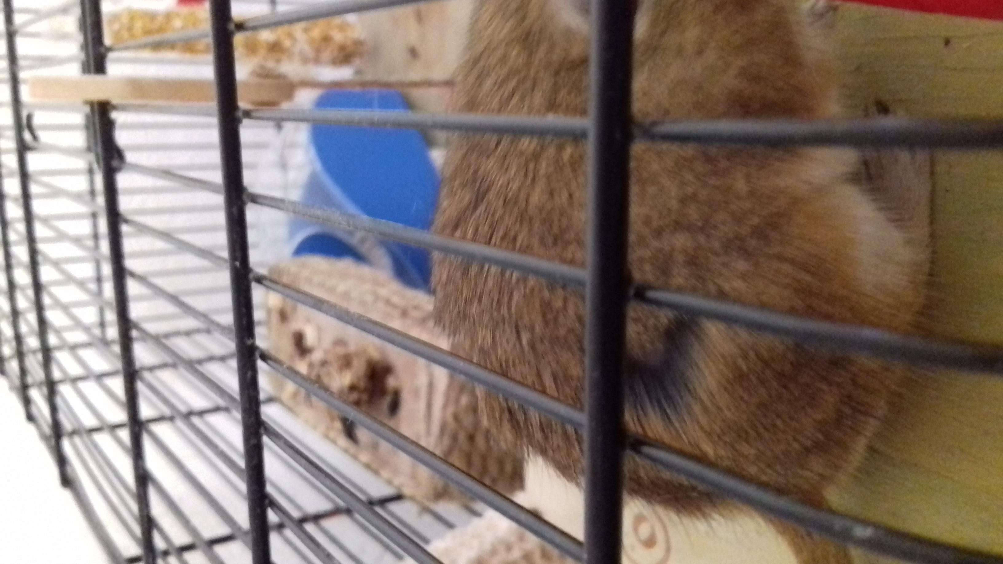 Why did my healthy gerbil suddenly get a bald spot overnight | Petco