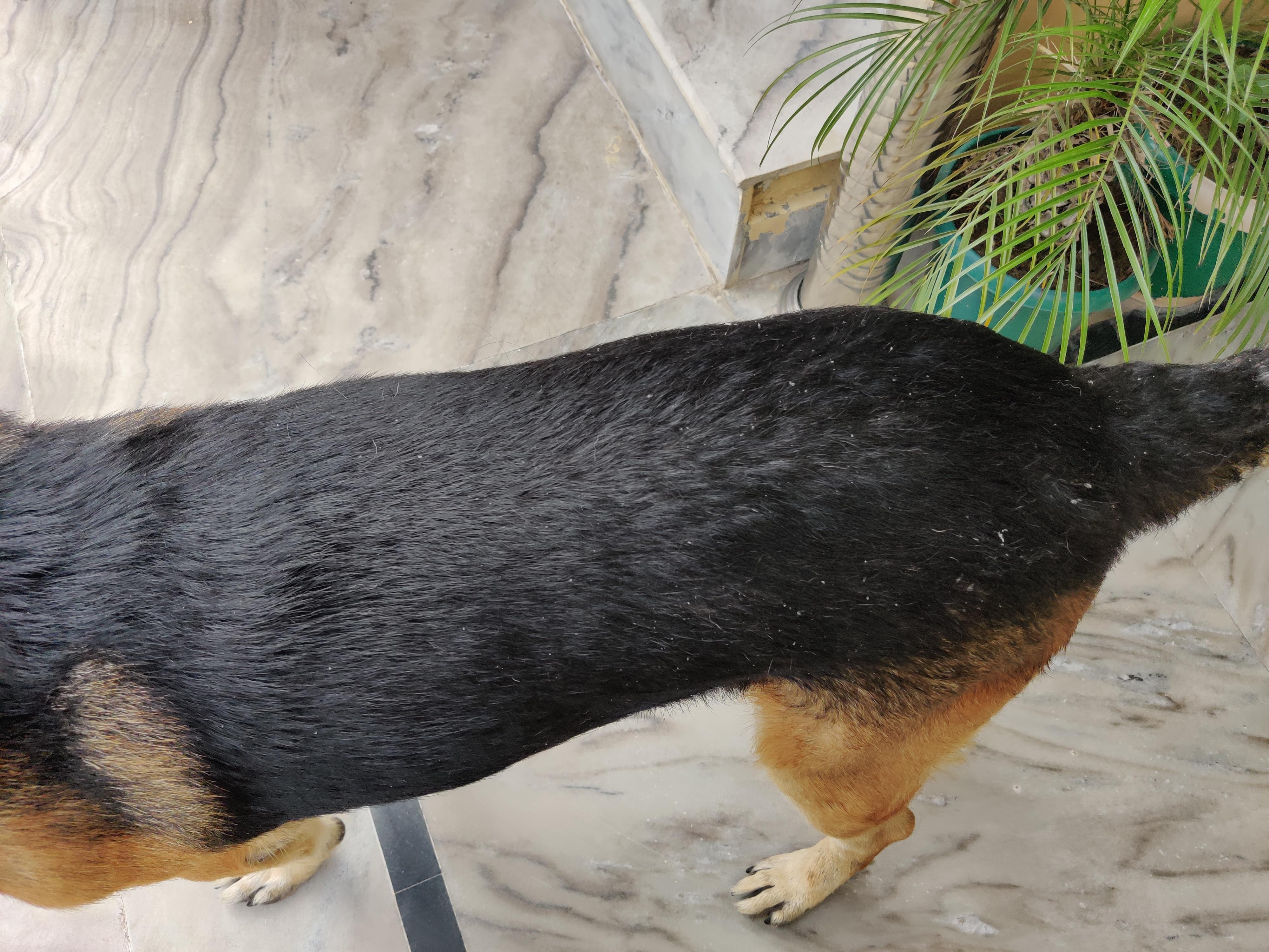 Why is my German Shepherd itching and has dandruff, but no fleas? | Petco