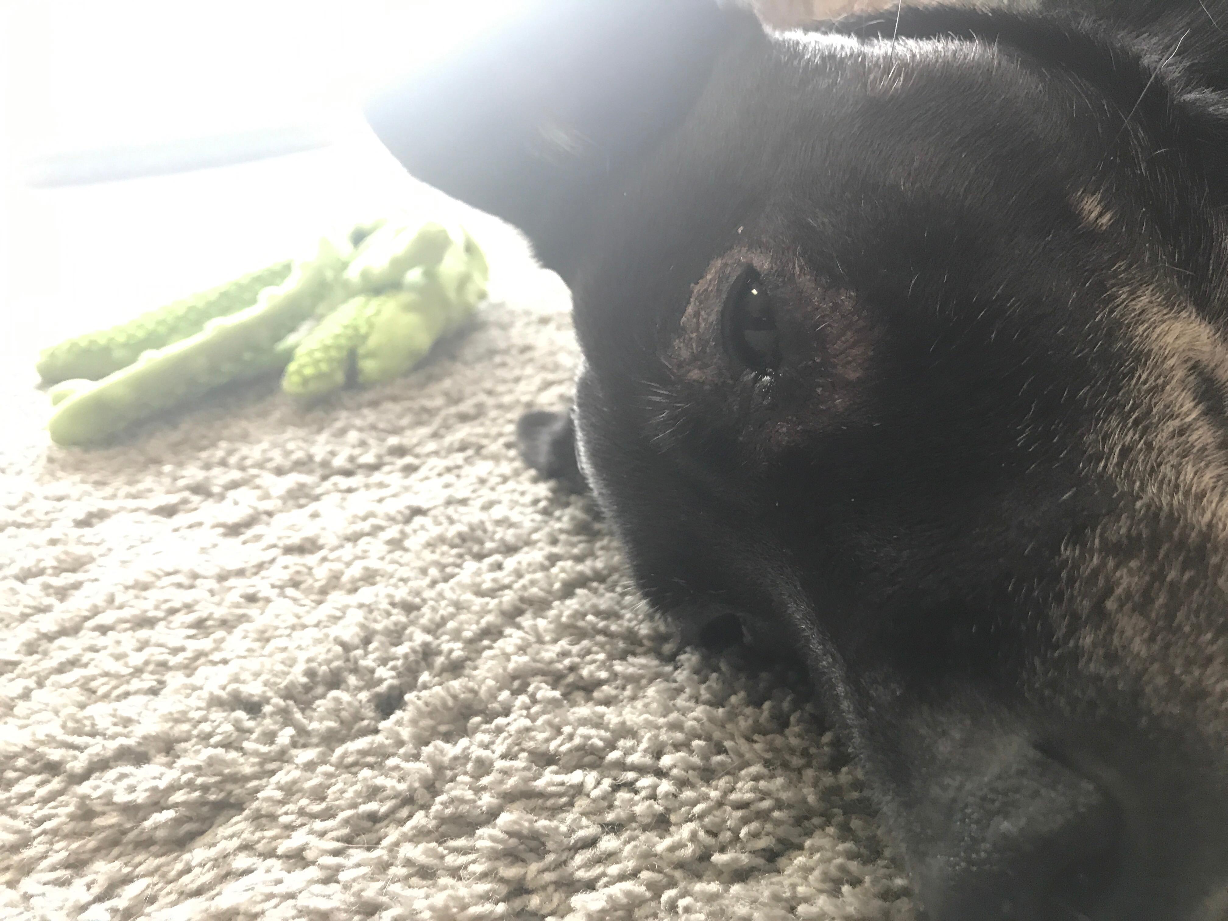 My Dog's Dry, Itchy, Scabby Eye: Causes & What to Do? | Petco