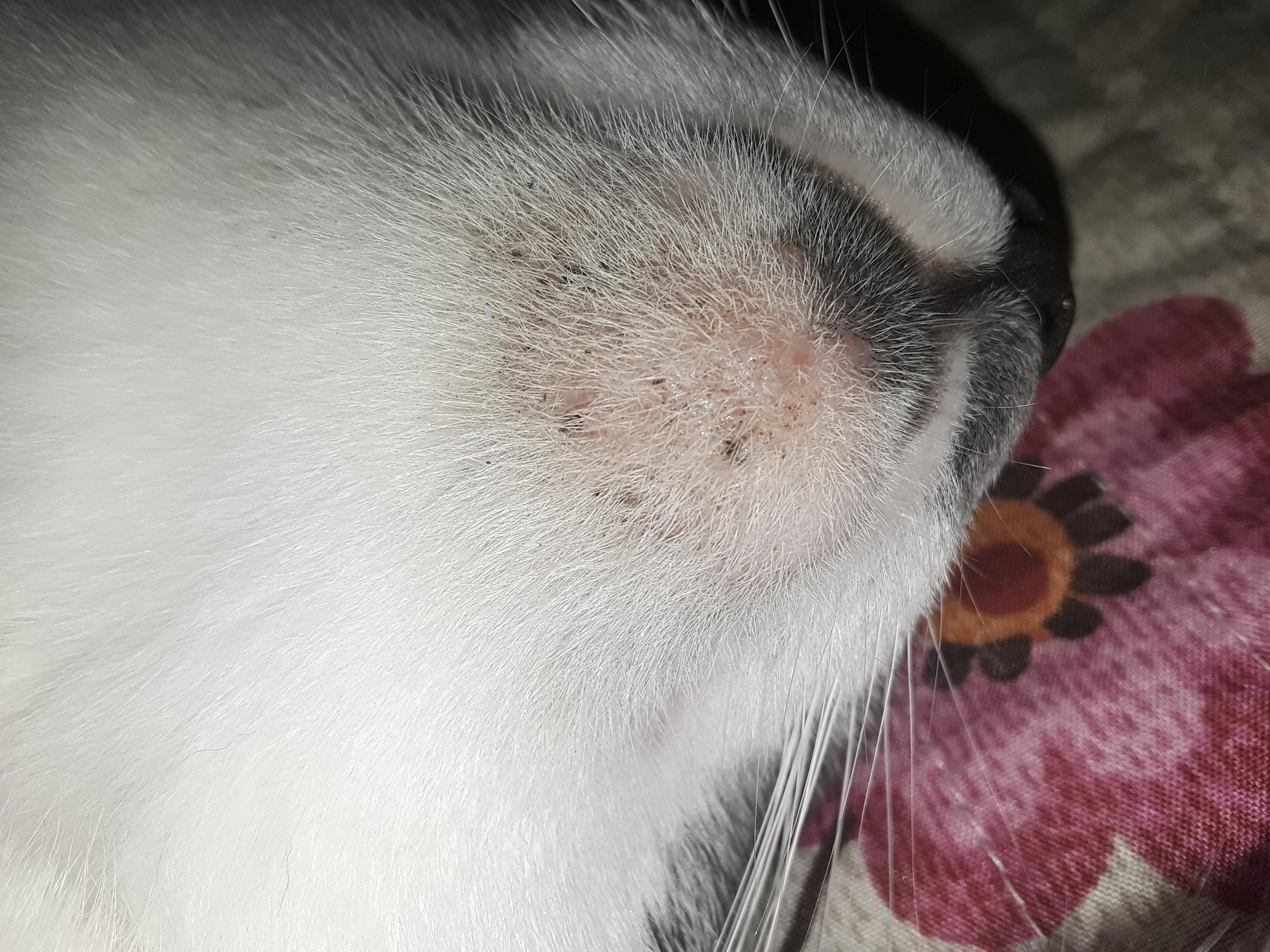 Cat's Feline Acne Not Improving? Could It Be Something Else? | Petco