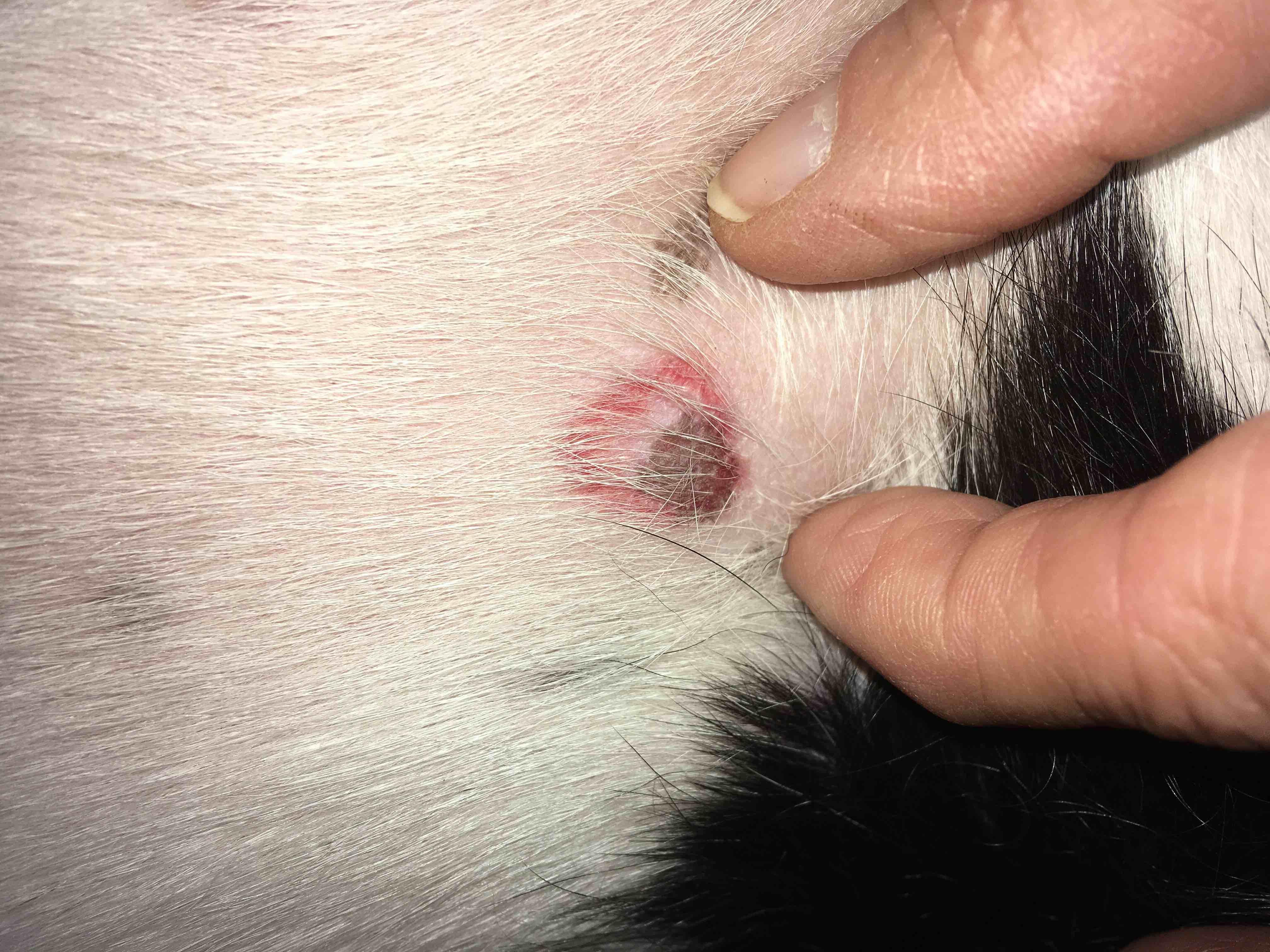 My dog has circular spots after ticks. Could it be a bullseye? | Petco