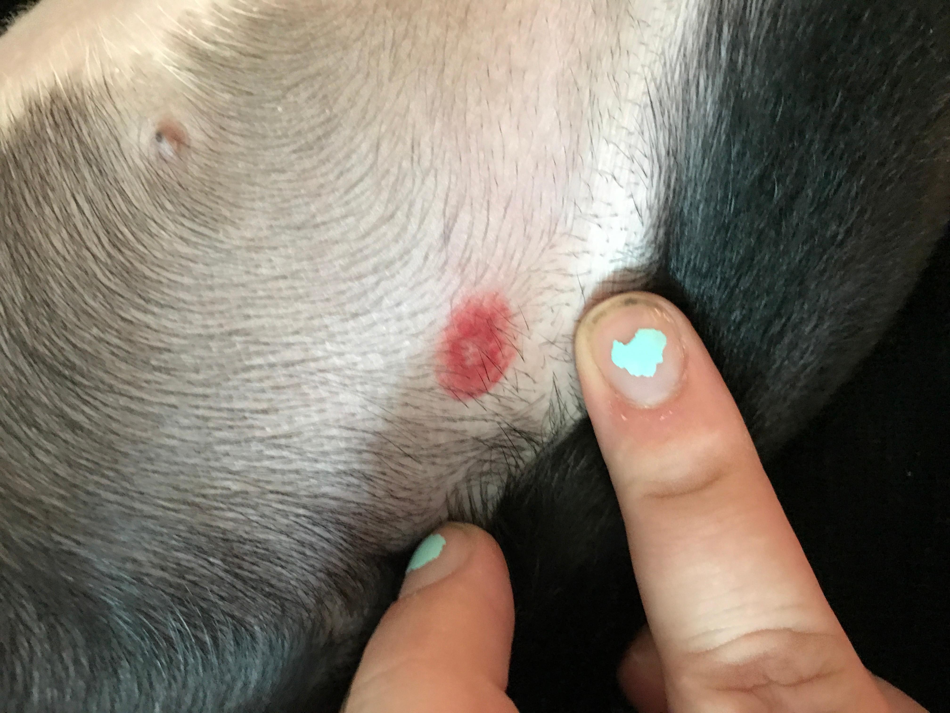 My Puppy Has a Red Spot on Its Skin. When to See a Vet | Petco