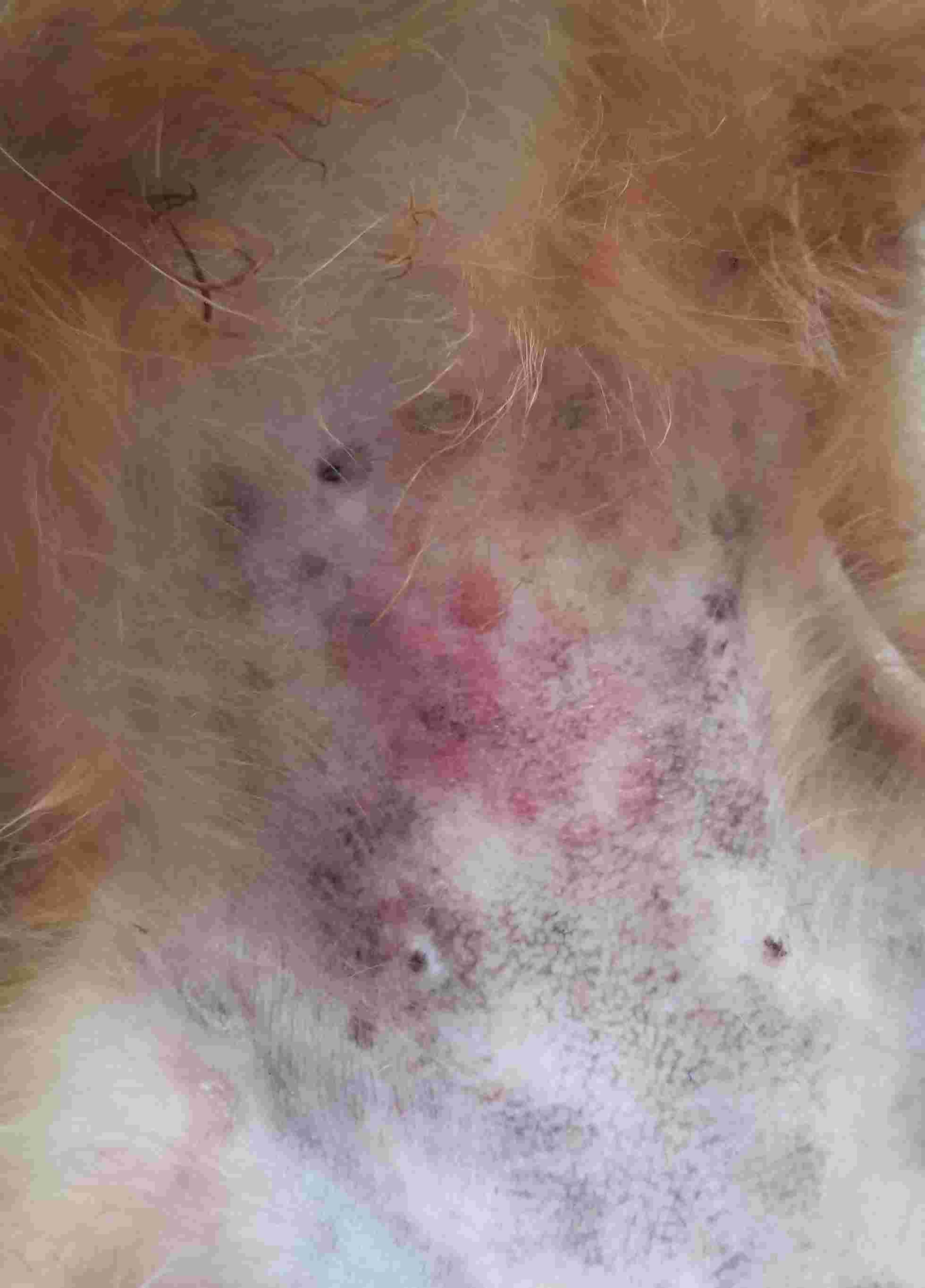 My Dog Has Seasonal Rash, Red Bumps, Scabs: Is it Allergies? | Petco