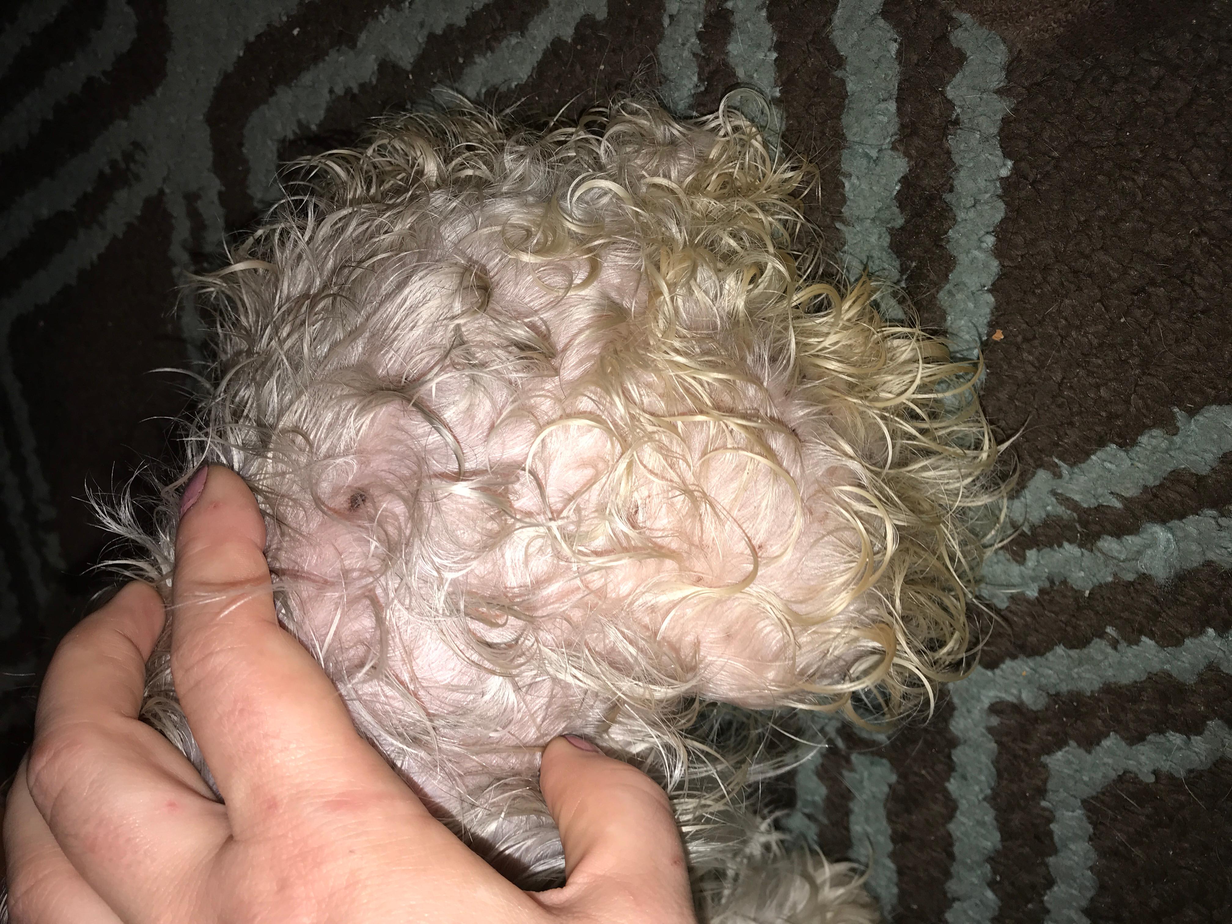 My Yorkie has small brown spots on legs & back. Is it serious? | Petco
