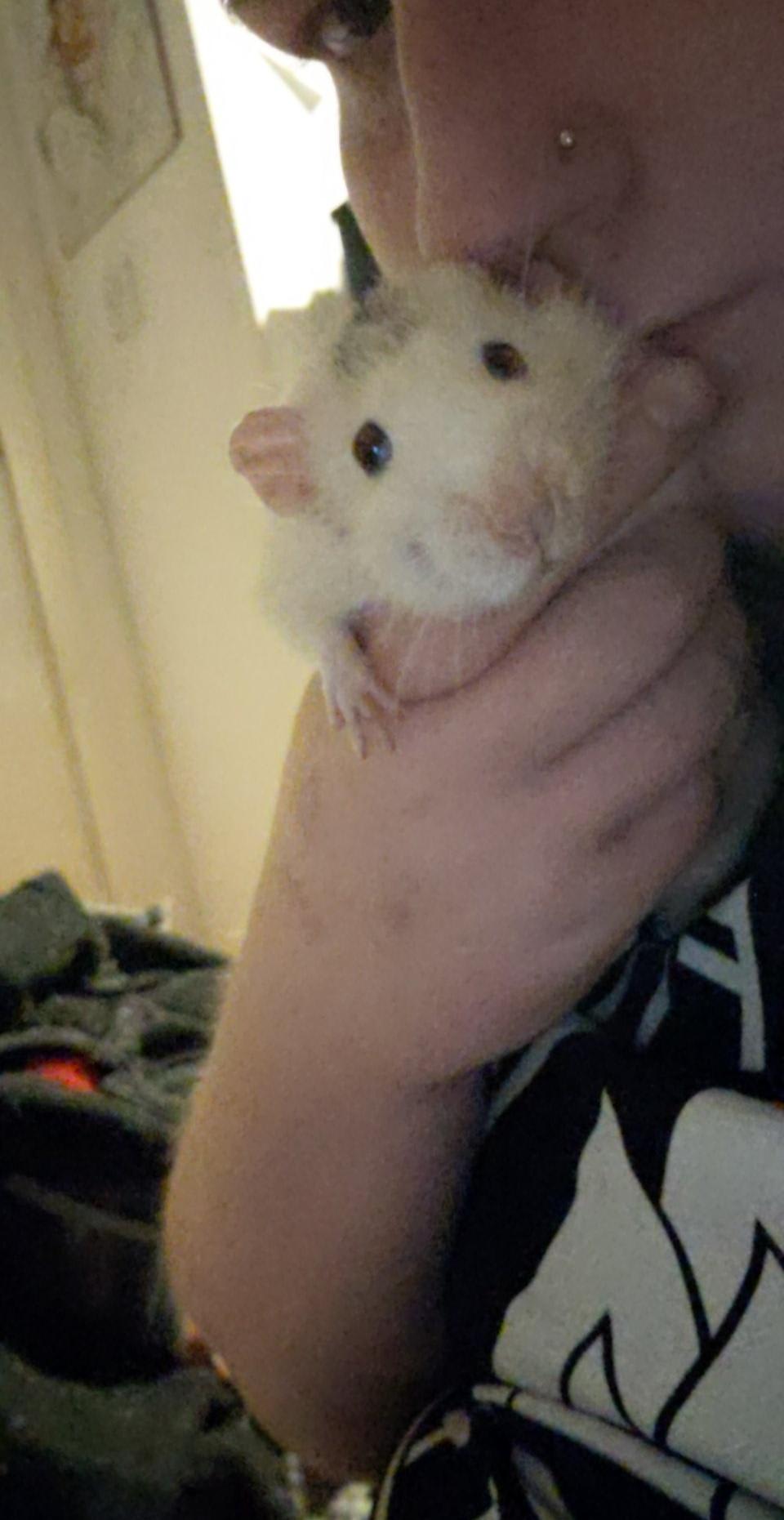 My Rat Has a Sudden Cheek Lump: Is it an Abscess or a Tumor? | Petco