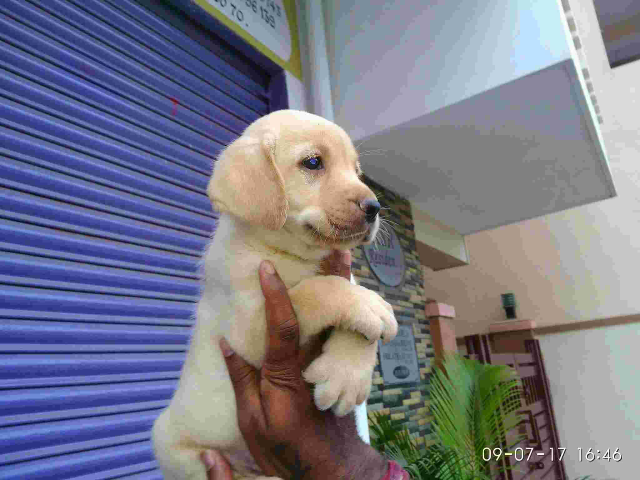 How to Tell if Your Dog is an American or English Labrador | Petco