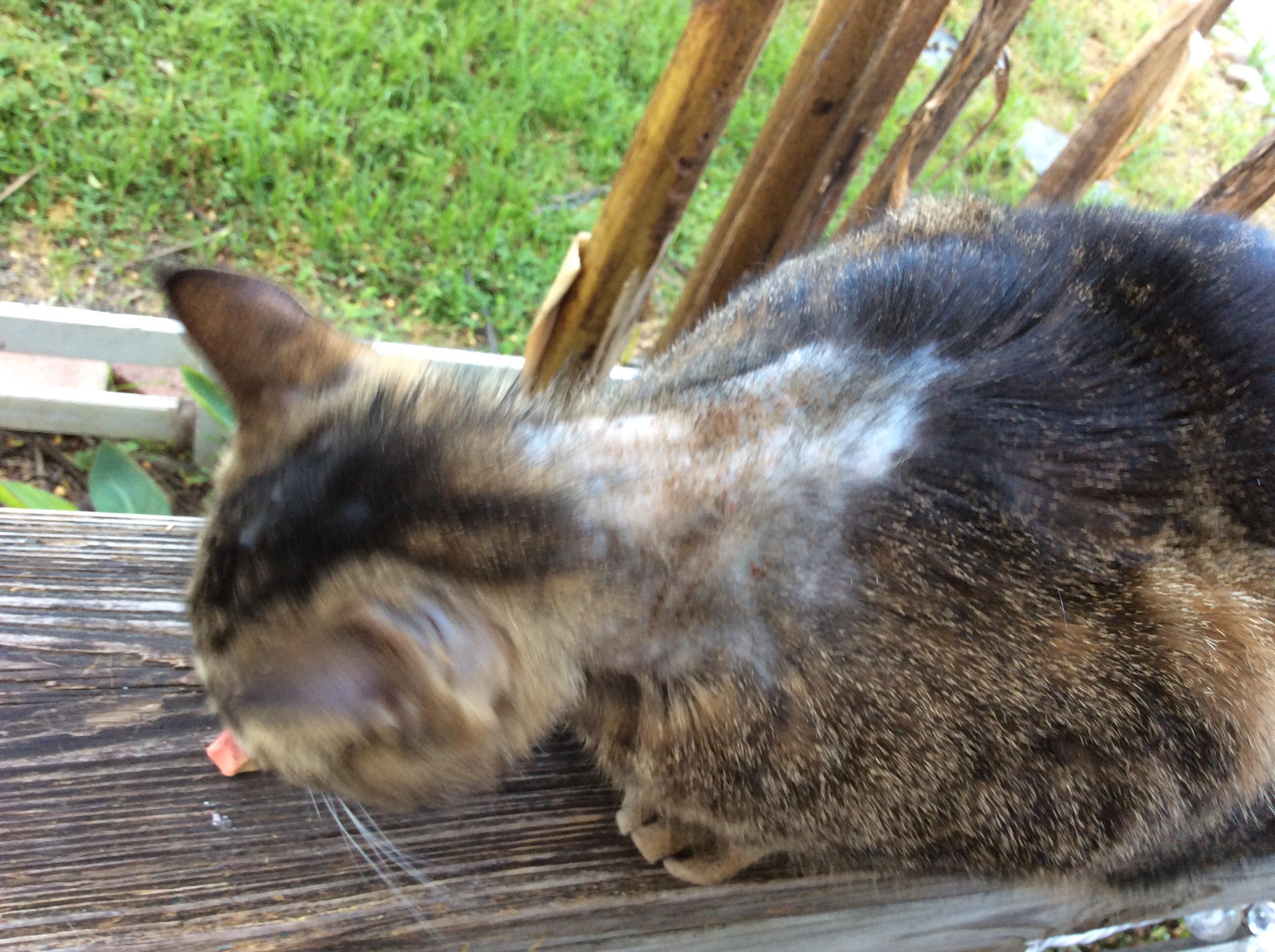 Why is my cat's neck bare and sensitive? Get treatment help | Petco
