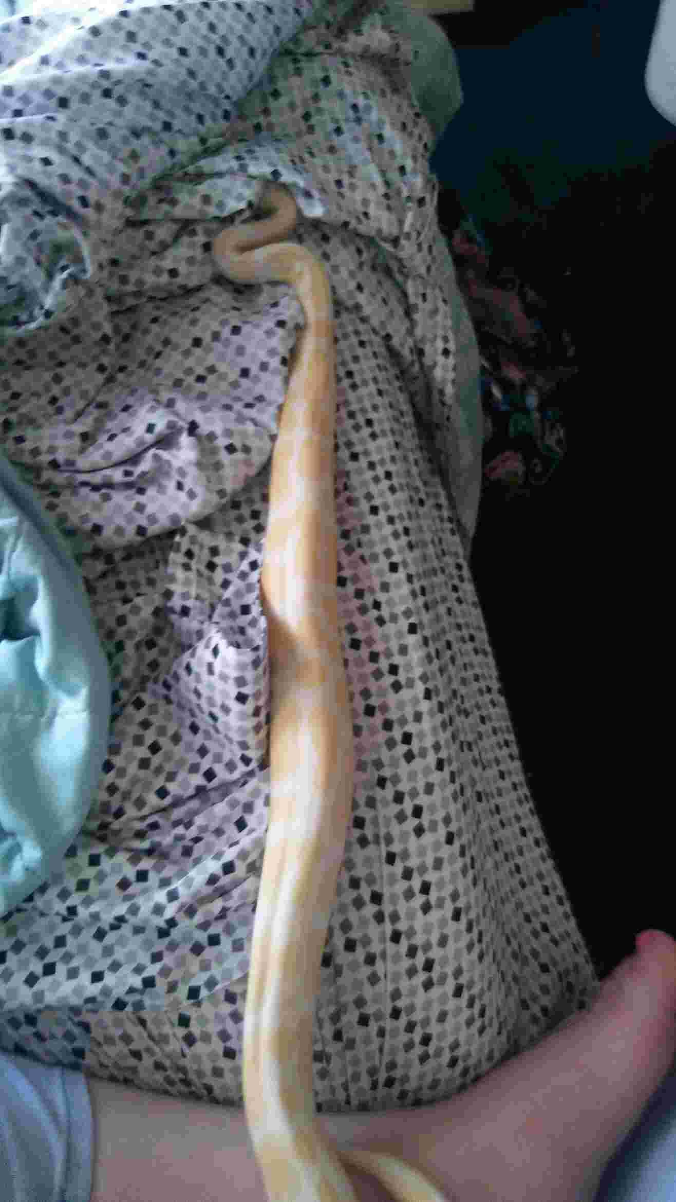 My snake is aggressive and squeezing. Does it need more food? | Petco