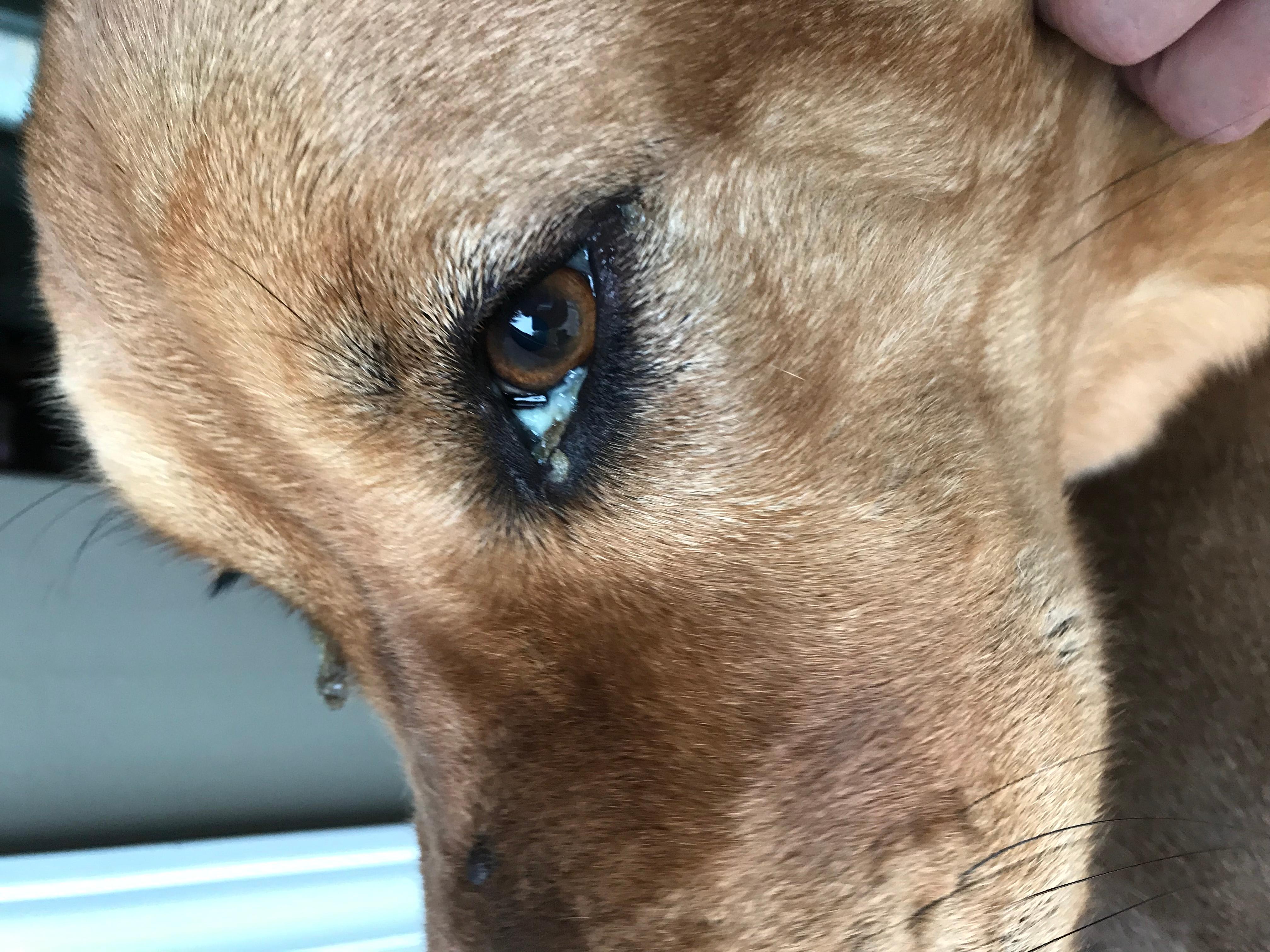 My Dog Has Green Eye Discharge: Is Lotemax Safe Without a Vet? | Petco