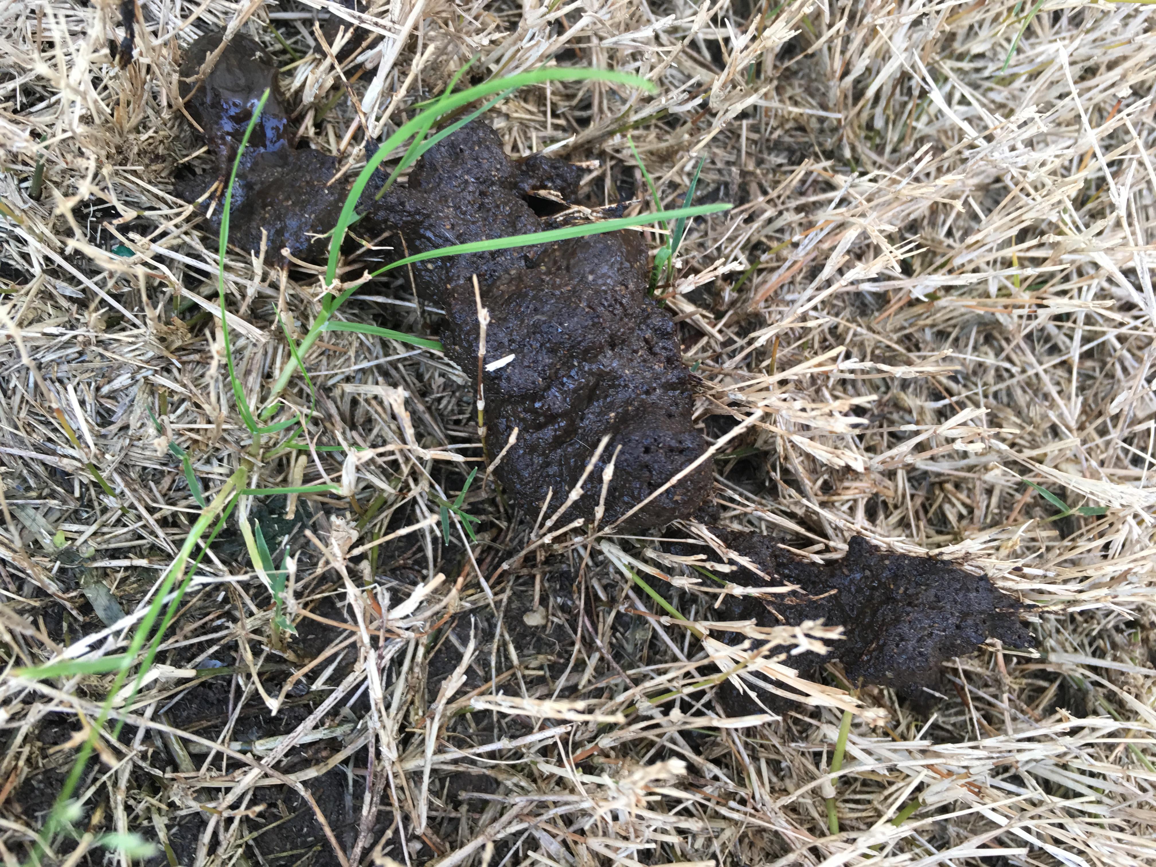 9-week-old Labrador puppy's green diarrhea with mucus normal? | Petco