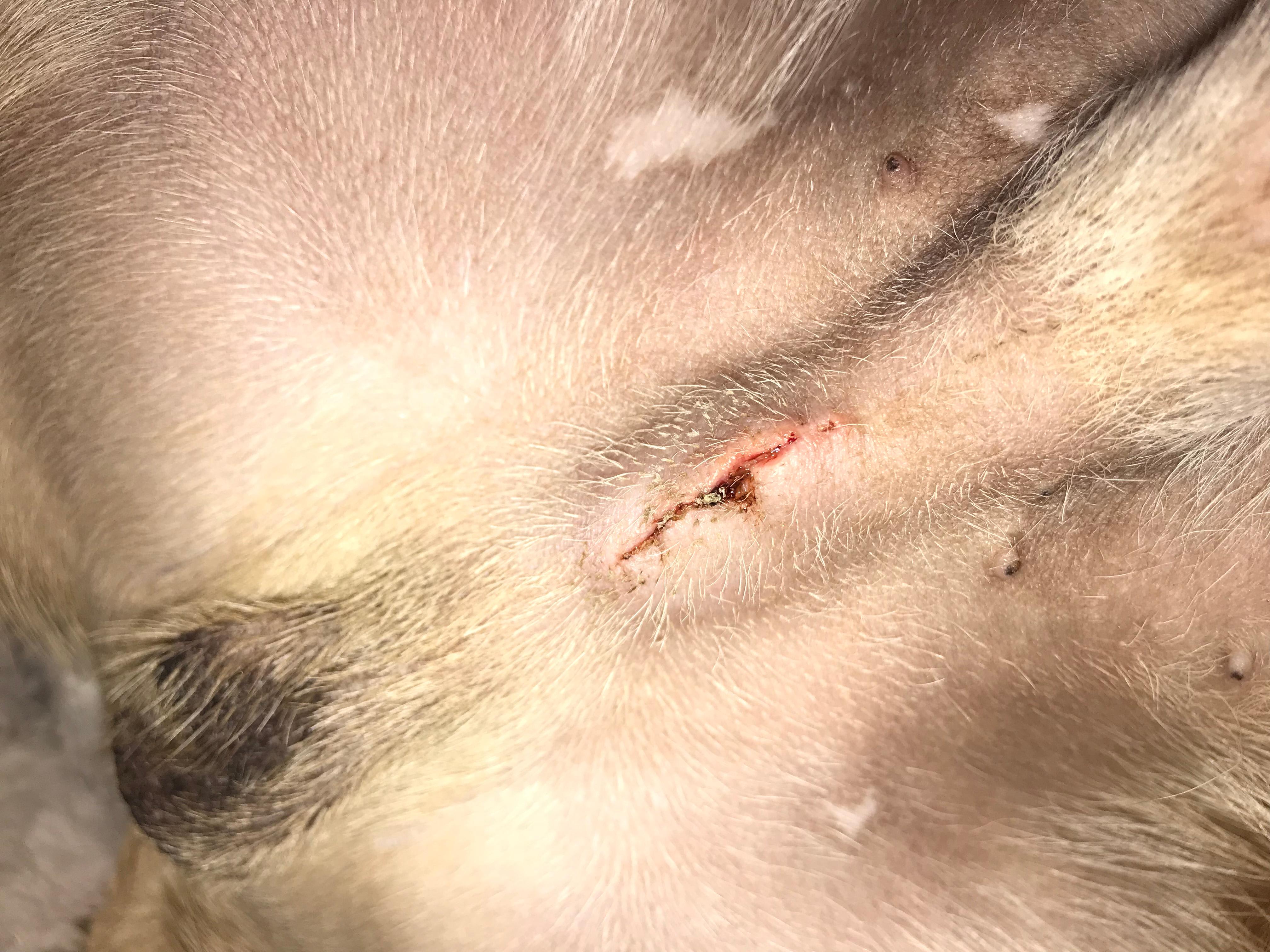 Dog neuter incision red and bleeding after licking. Is it normal? | Petco