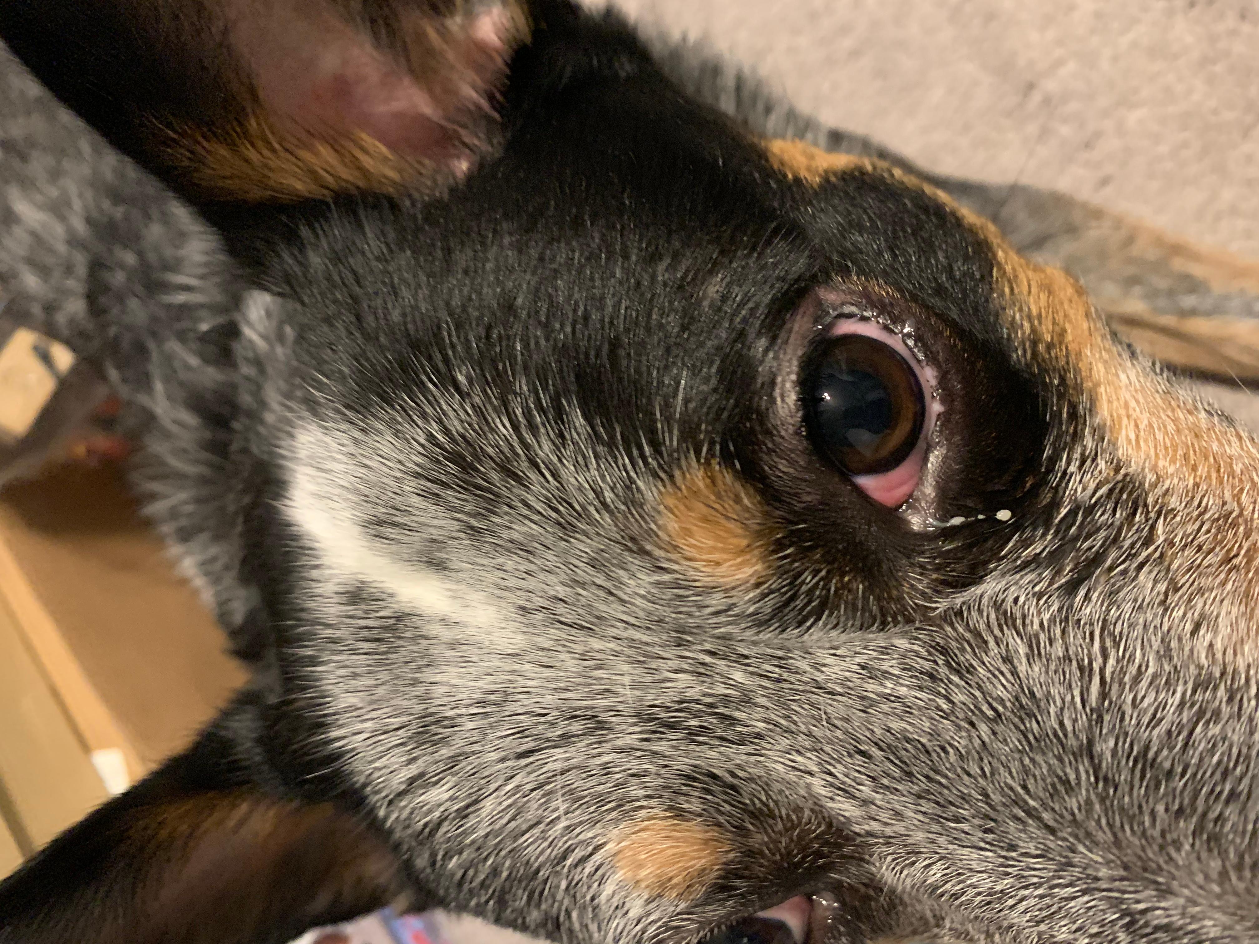 Dog Eye Red & Swollen After Bite? Is It An Emergency? | Petco