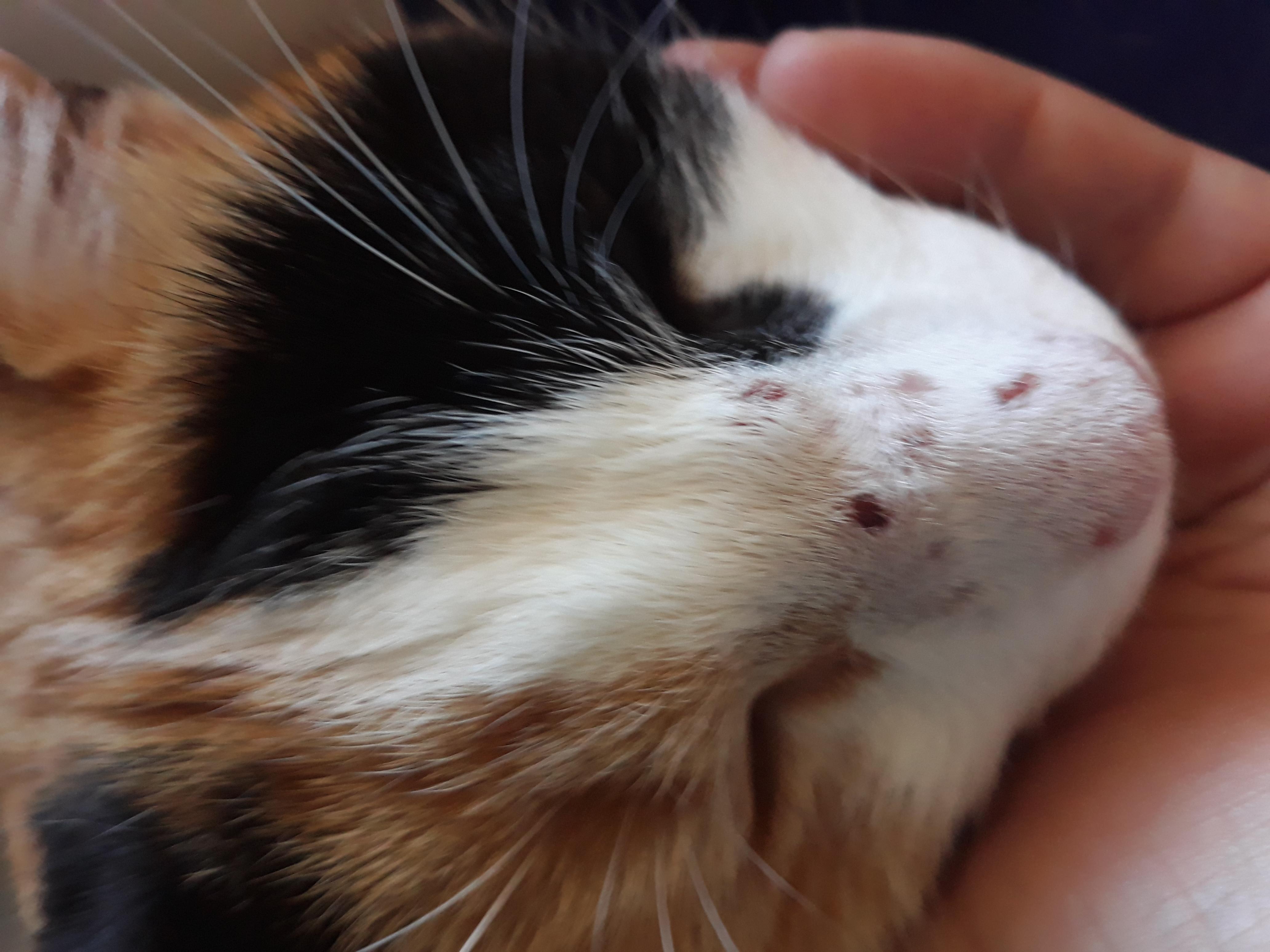 Why my outdoor cat has scabby, itchy nose bumps in summer? | Petco