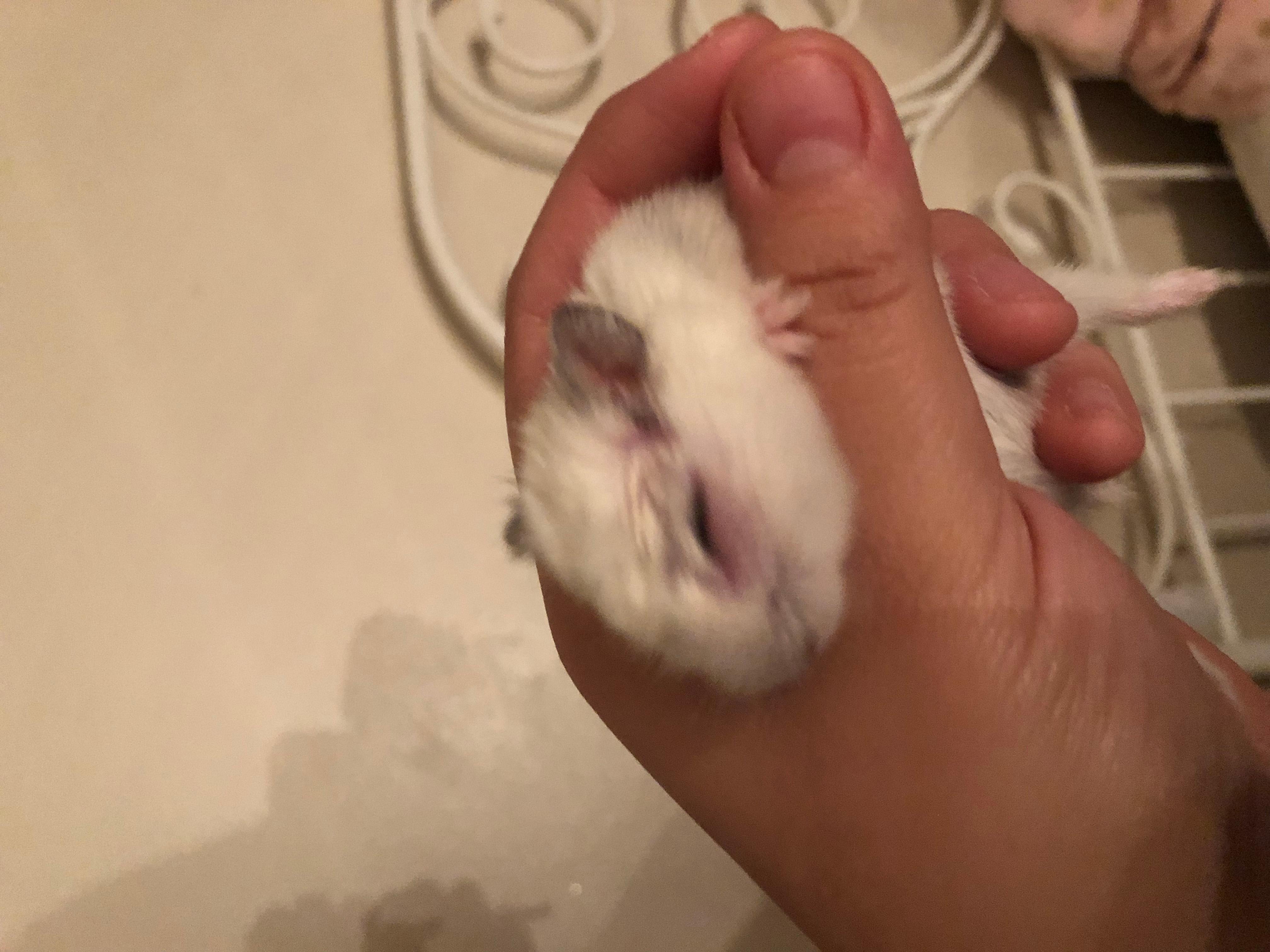My Hamster Has a Swollen Eye & Won't Eat: What to Do? | Petco