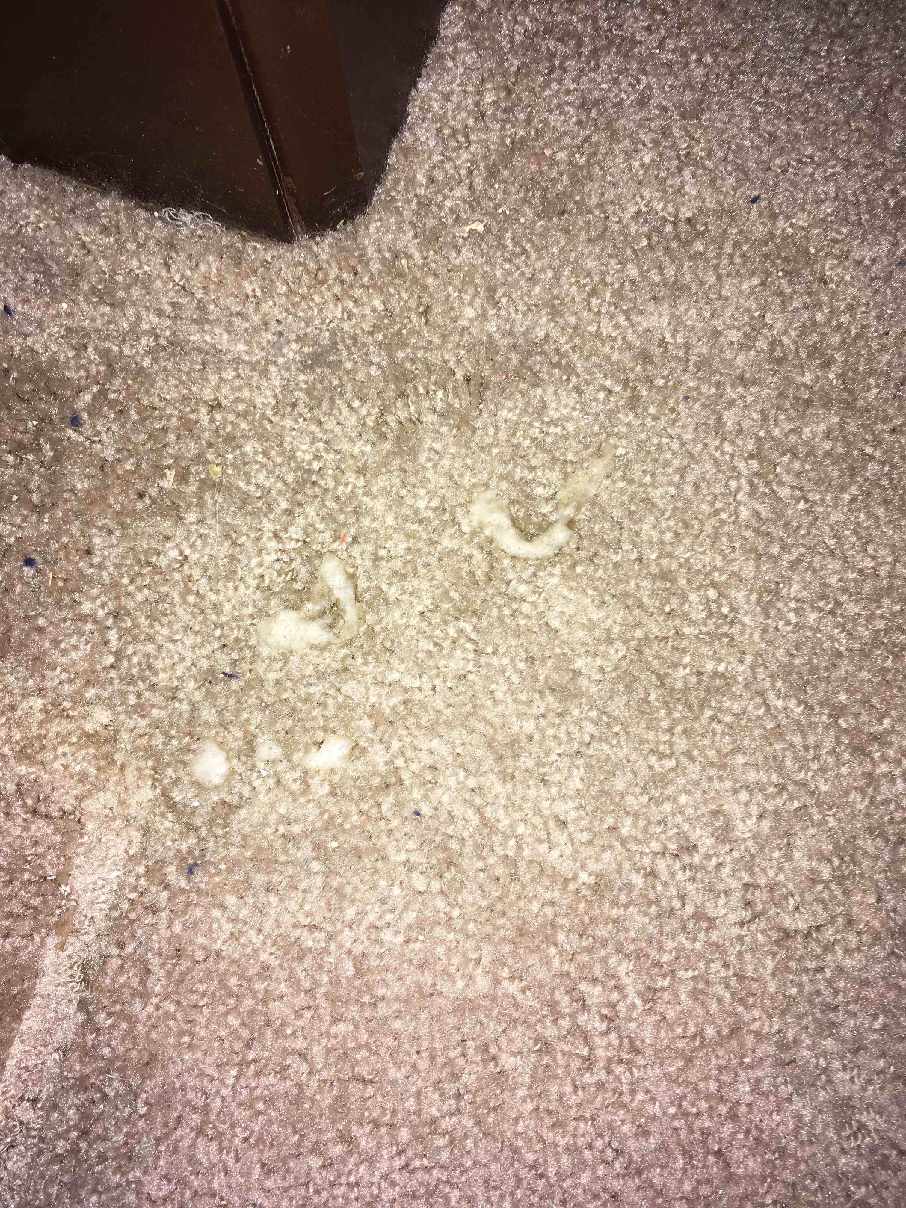 Is My Cat Vomiting After Rabies & Distemper Shots Serious? | Petco