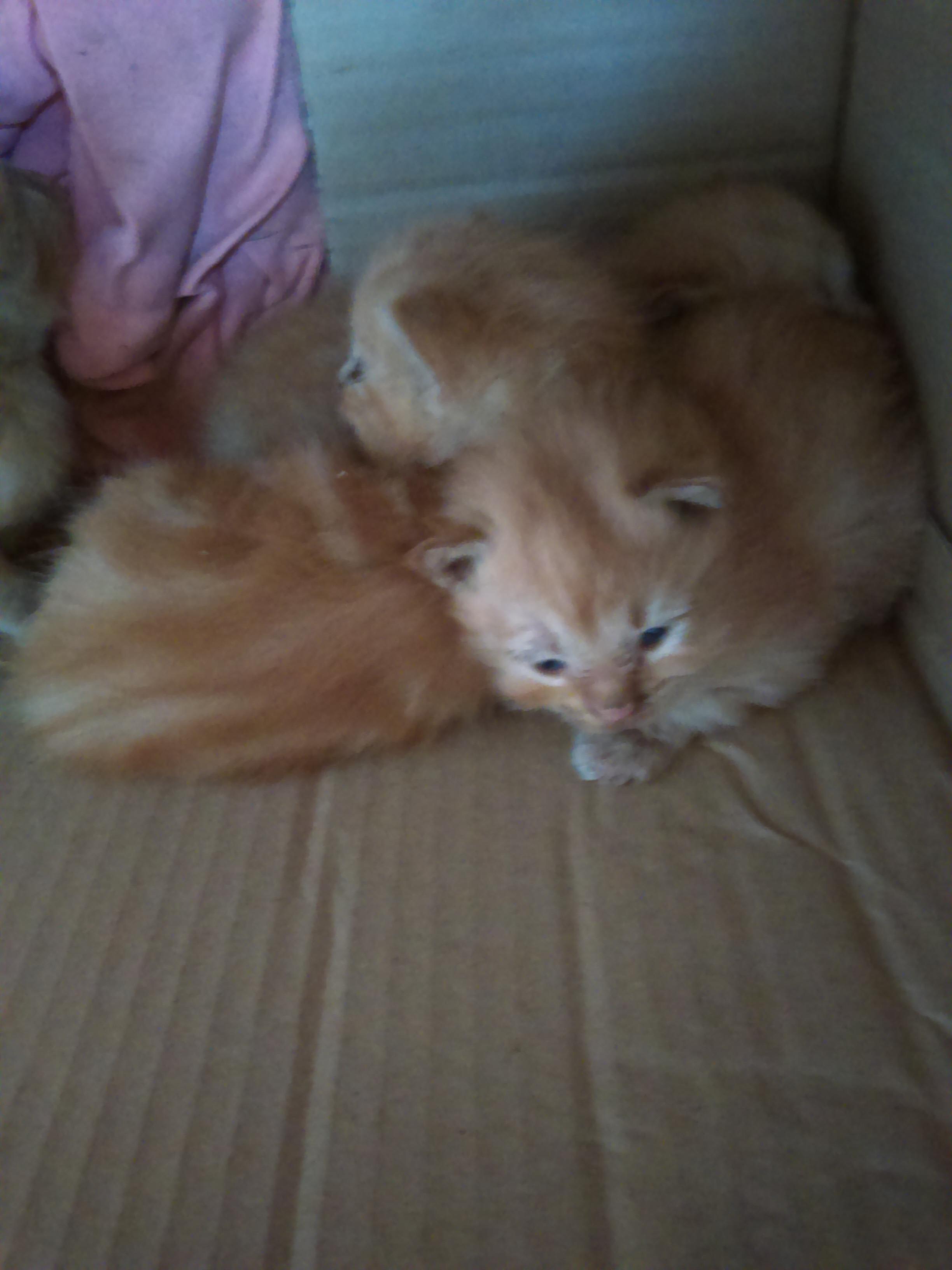 My newborn kitten has dry, flaky skin, yucky ears, and stuck eyes | Petco