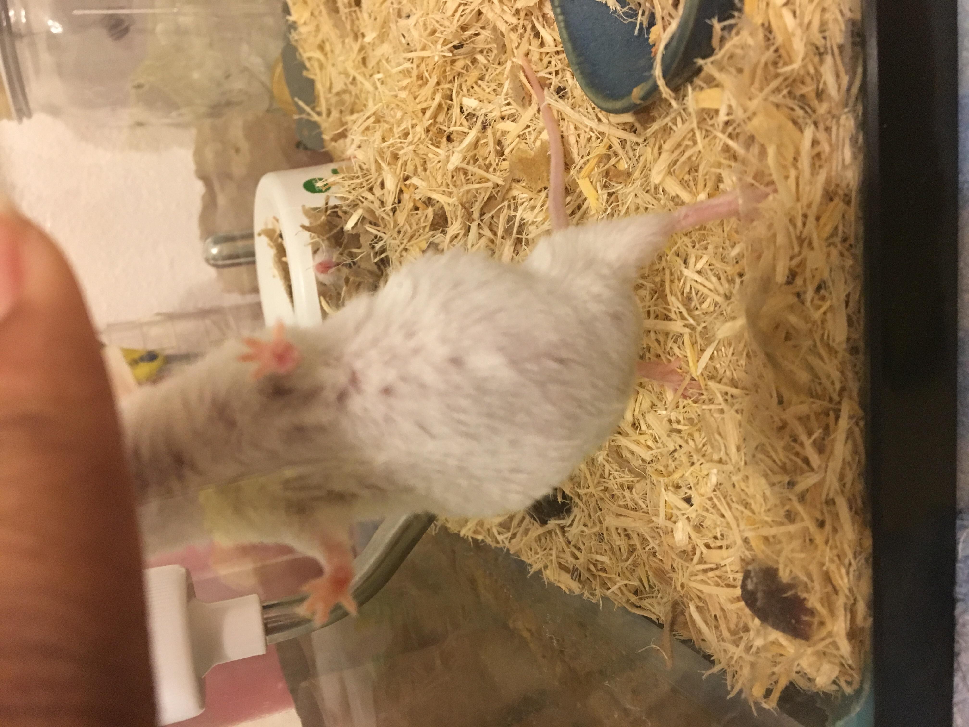 Is Your Mouse Pregnant or Fat? Can Female Mice Be With Babies? | Petco