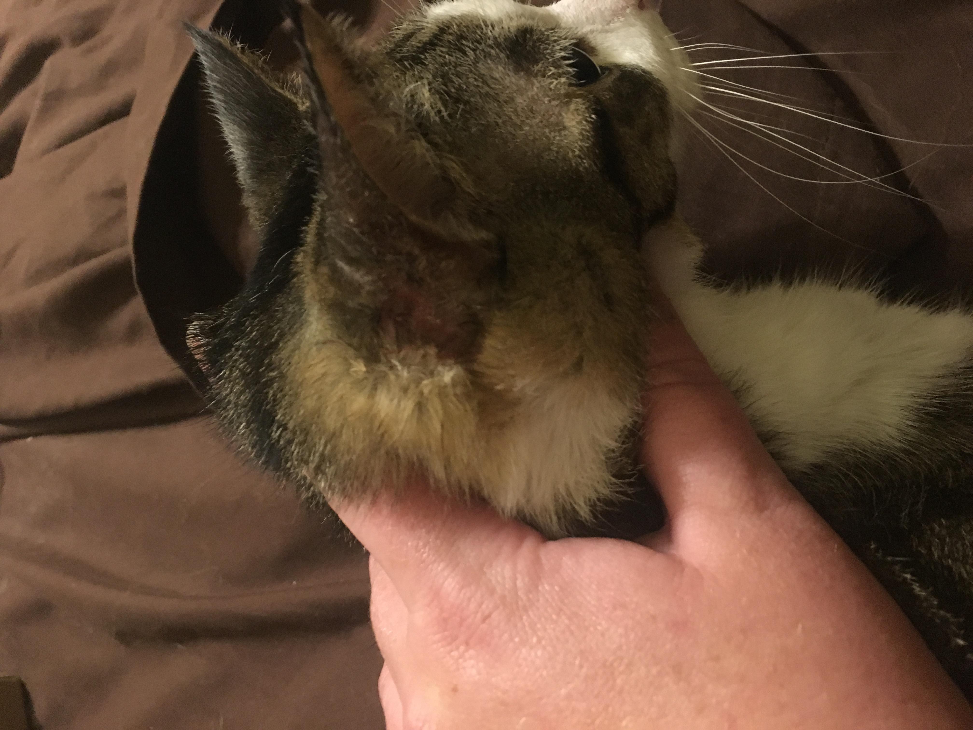 My cat has a sore, swollen ear. What should I do for her now? | Petco