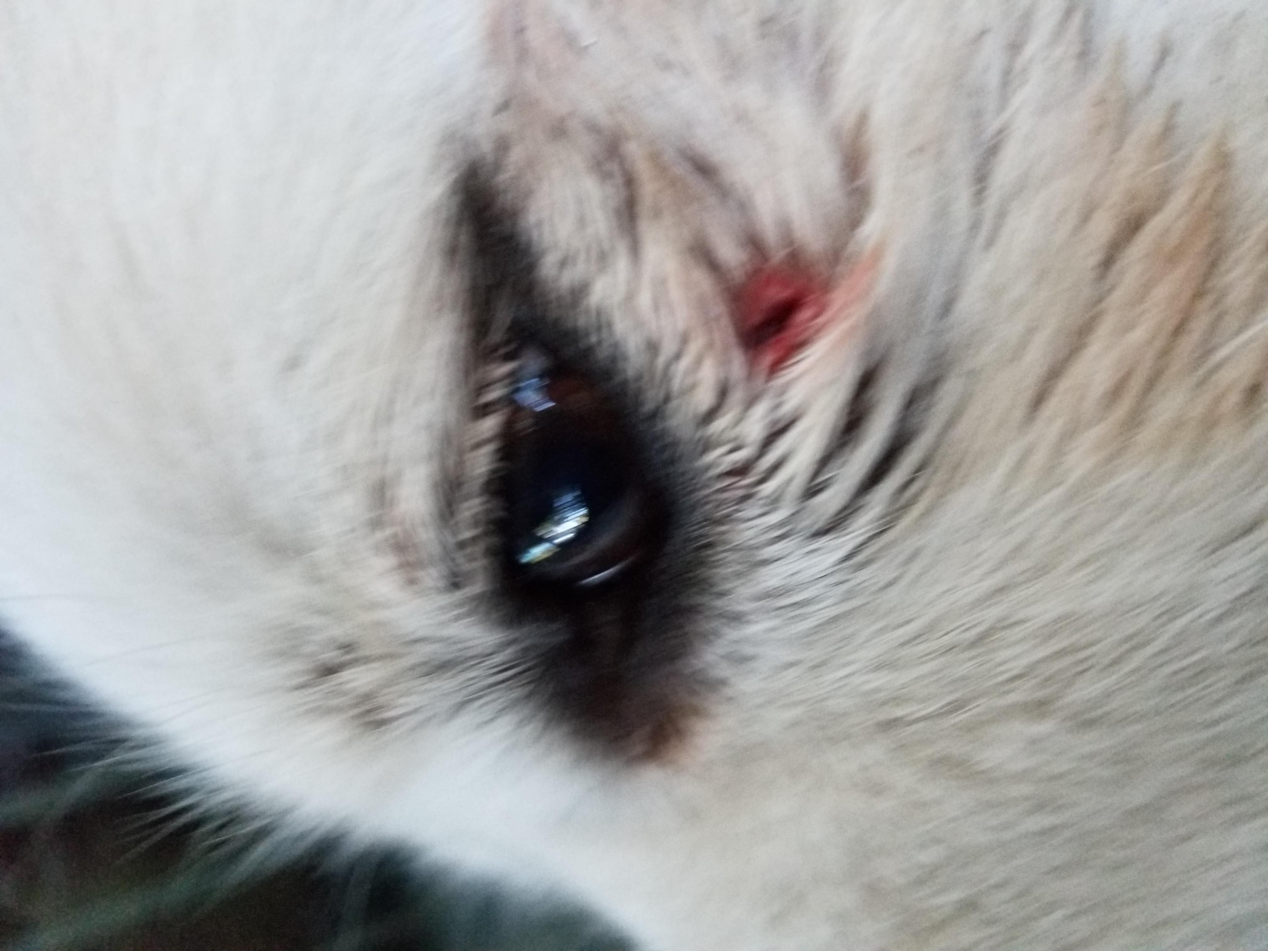 Dog Cut Under Eye? How to Clean It & When to See a Vet | Petco